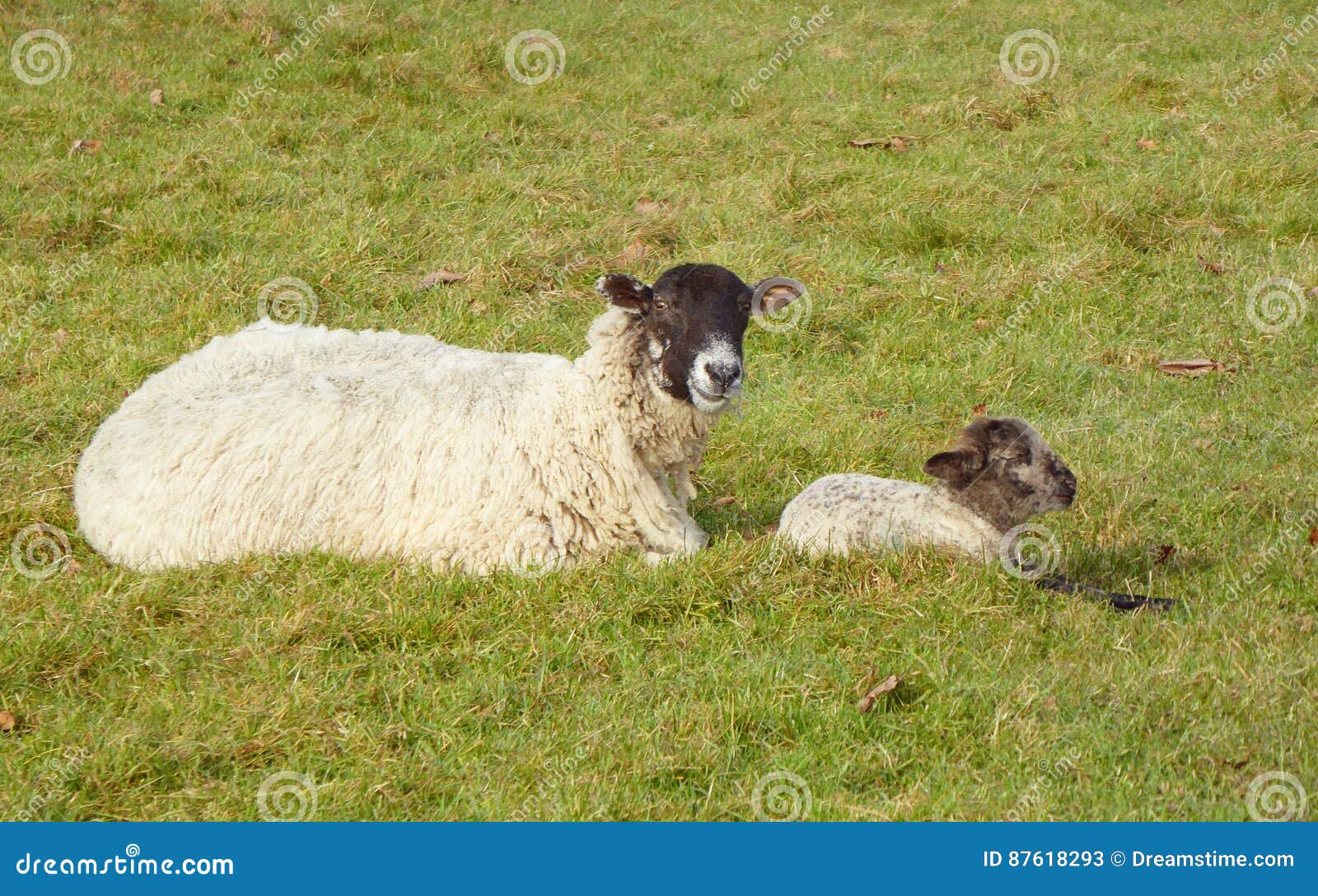 Ewe and Lamb Resting in Field Stock Image - Image of countryside ...