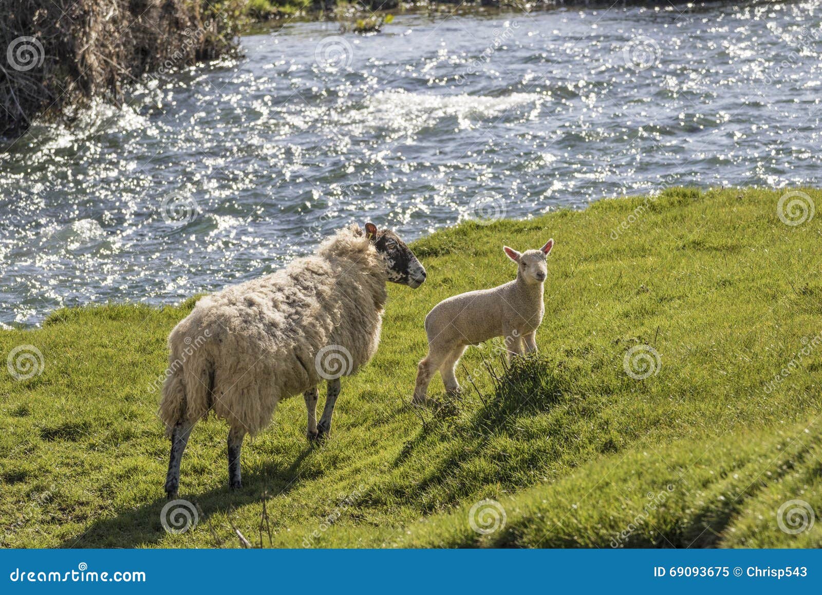 Ewe and Lamb on a River Bank Stock Image - Image of little, people ...