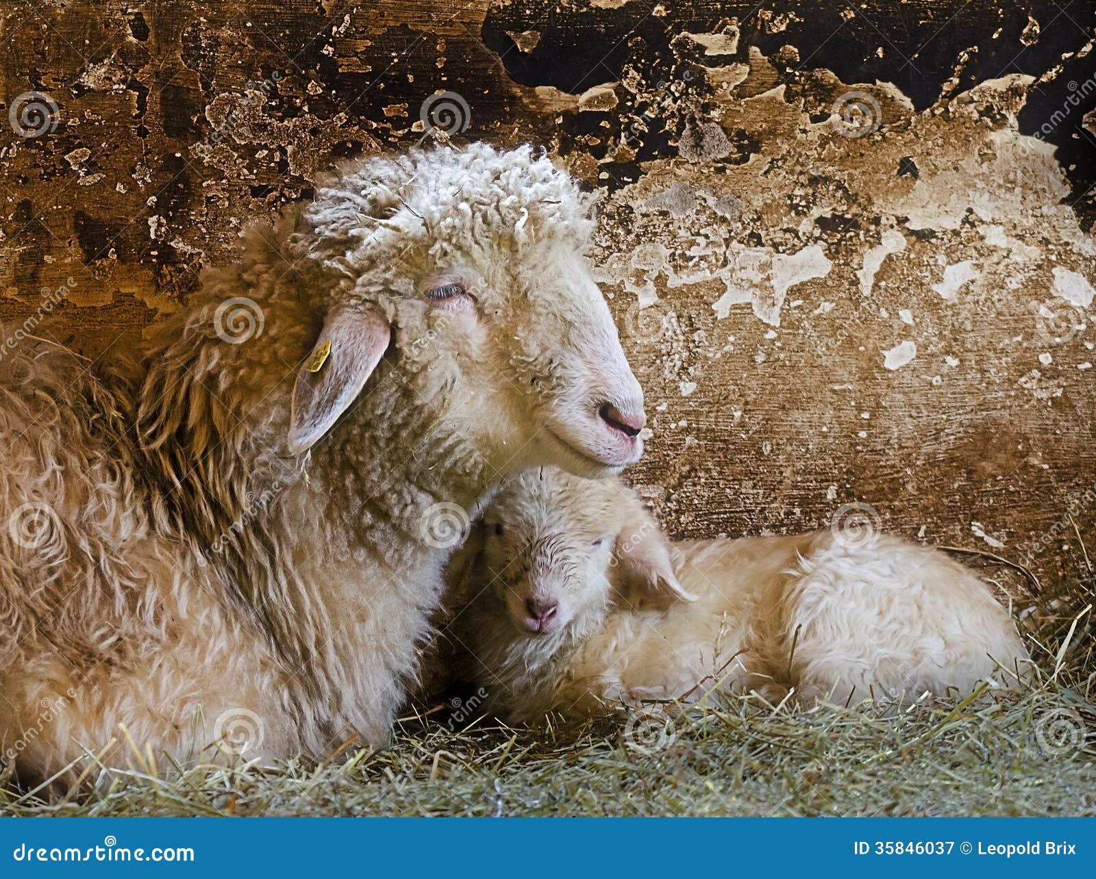 Ewe with lamb stock image. Image of shep, stable, farm - 35846037