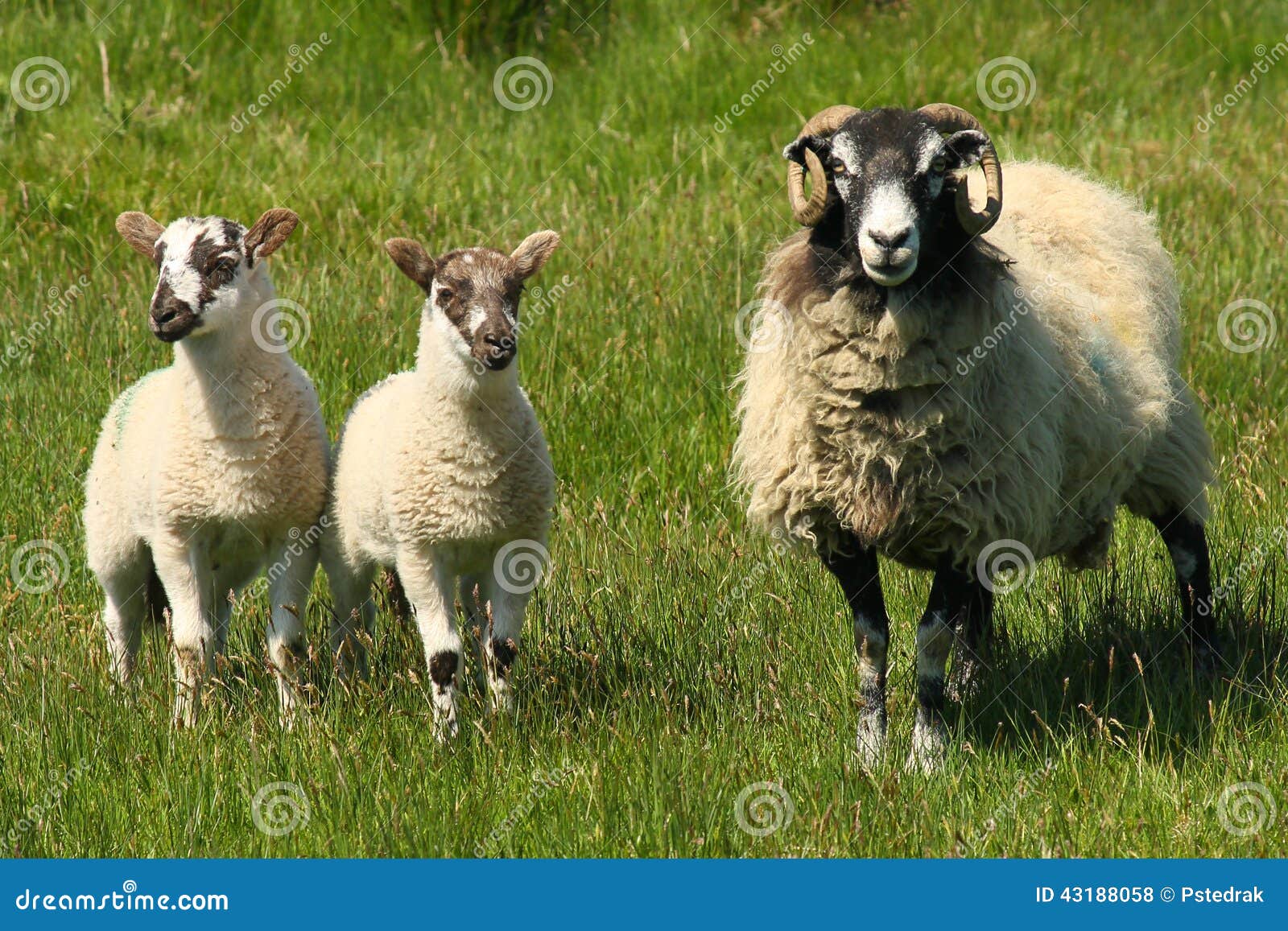 Ewe with lambs stock photo. Image of calling, farm, newborn - 43188058