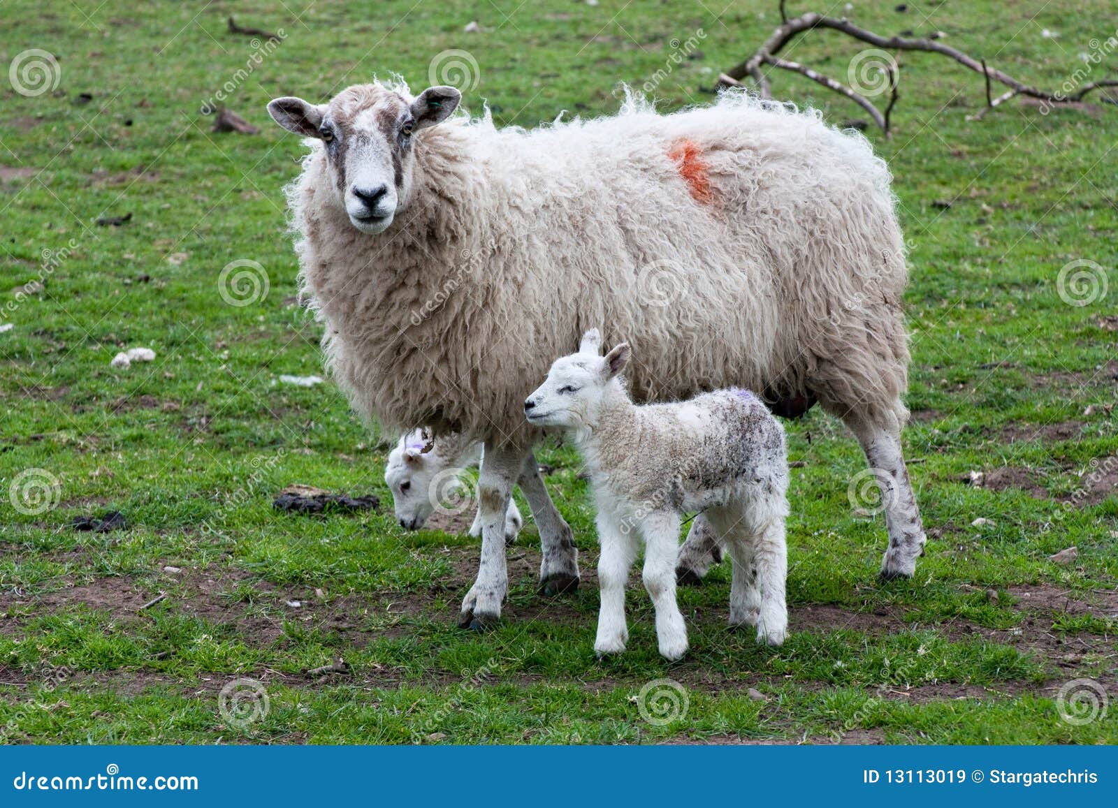 Ewe n Twins stock image. Image of mutton, love, livestock - 13113019