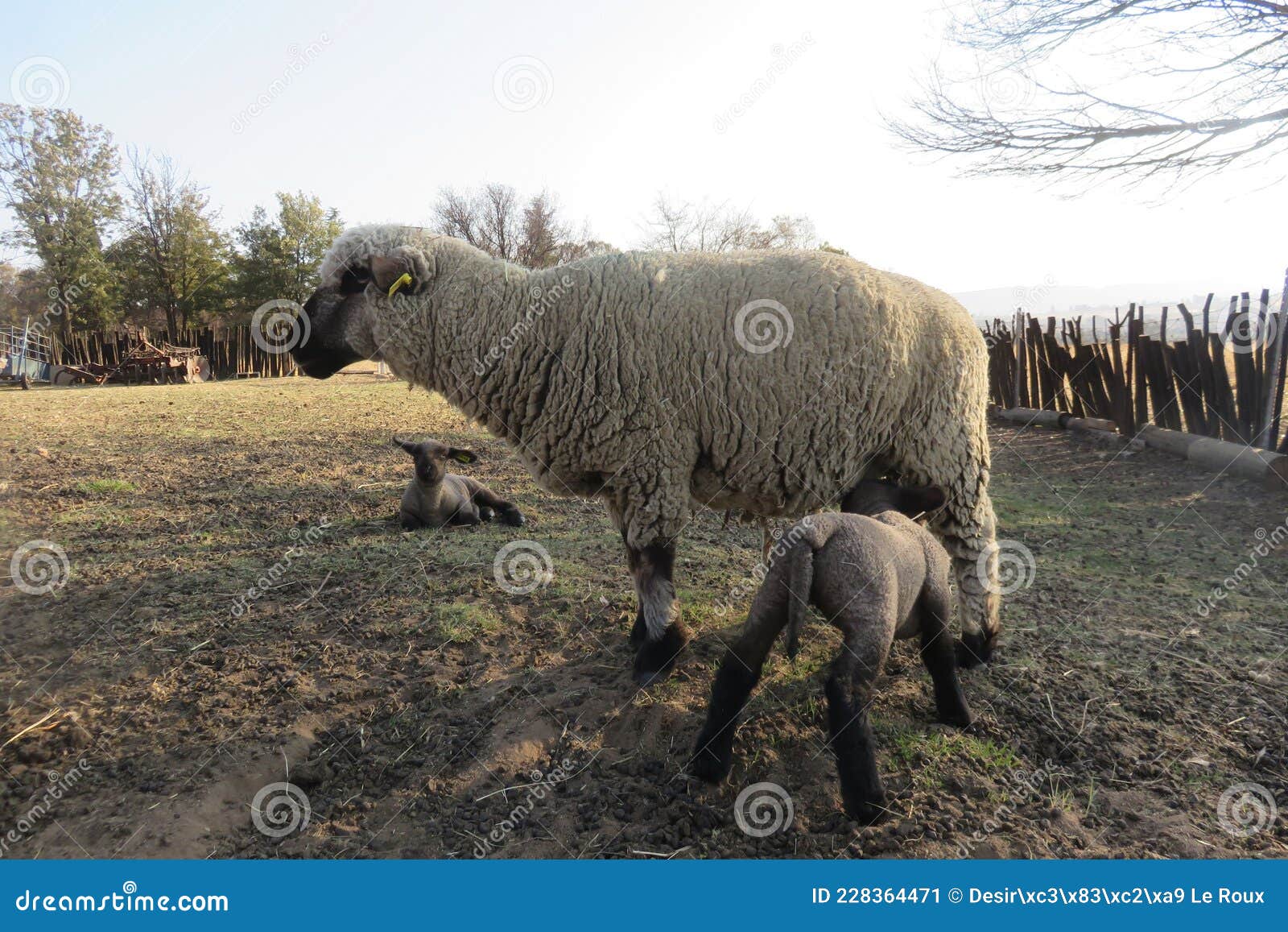 Closeup of an Ewe and Her Lamb Drinking from Her Stock Image - Image of ...