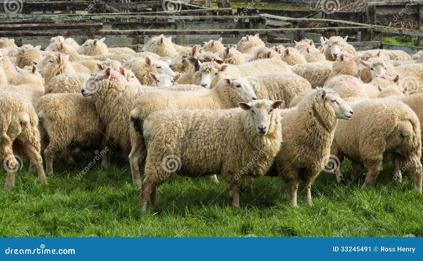 Ewe Sheeps stock image. Image of agriculture, farming - 33245491