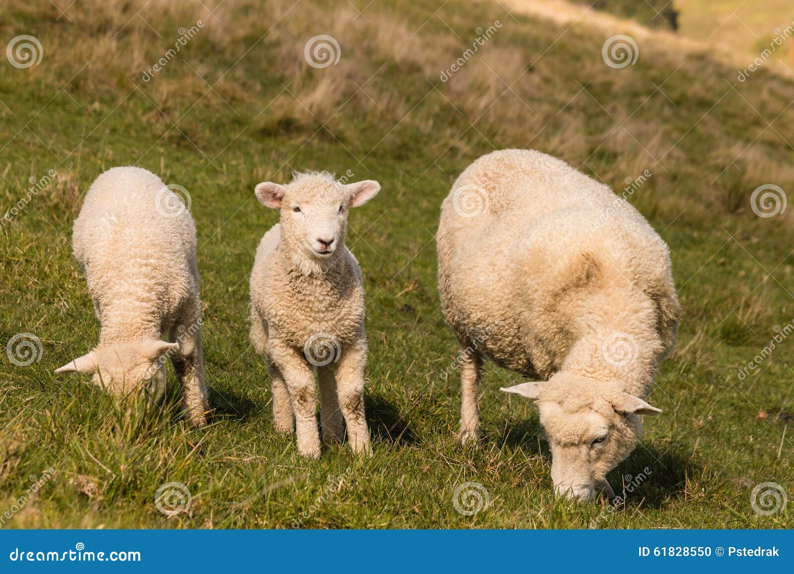 Ewe with two lambs grazing stock photo. Image of farm - 61828550
