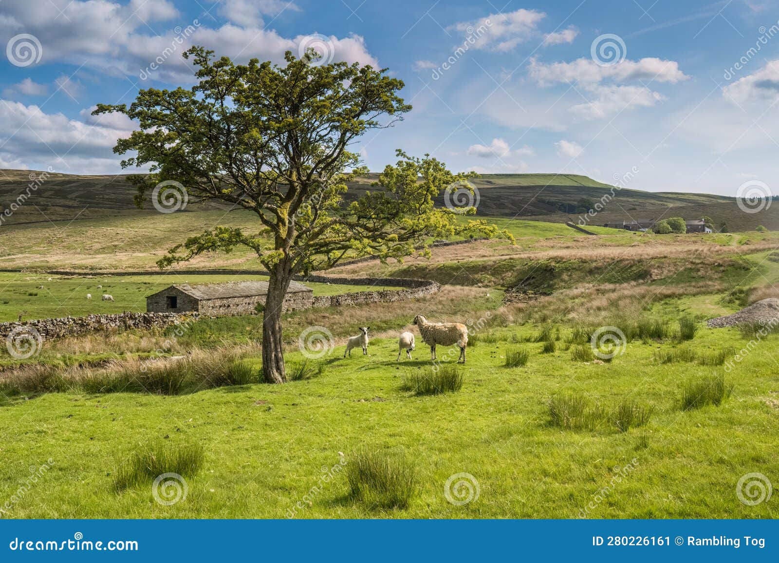 Ewe with Young Lambs at Garsdale Head Stock Image - Image of flock ...