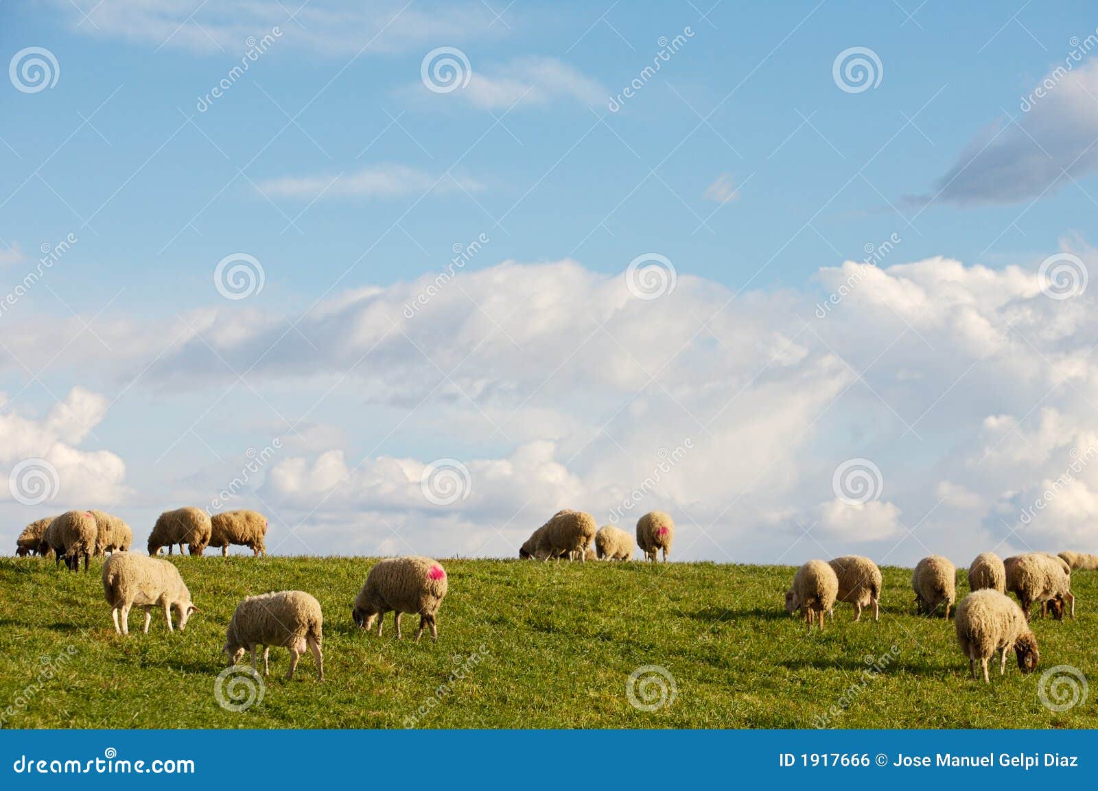 Ewes Eating In The Field Stock Photo | CartoonDealer.com #1917666