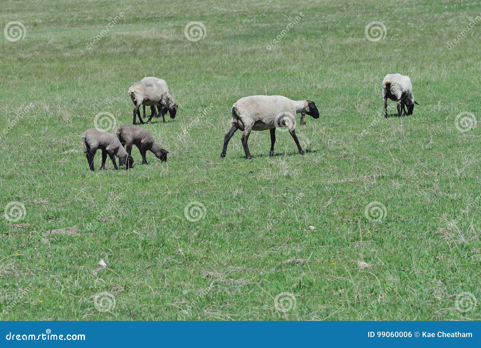 Ewes and Spring Lambs Twins Stock Photo - Image of meadow, ewes: 99060006