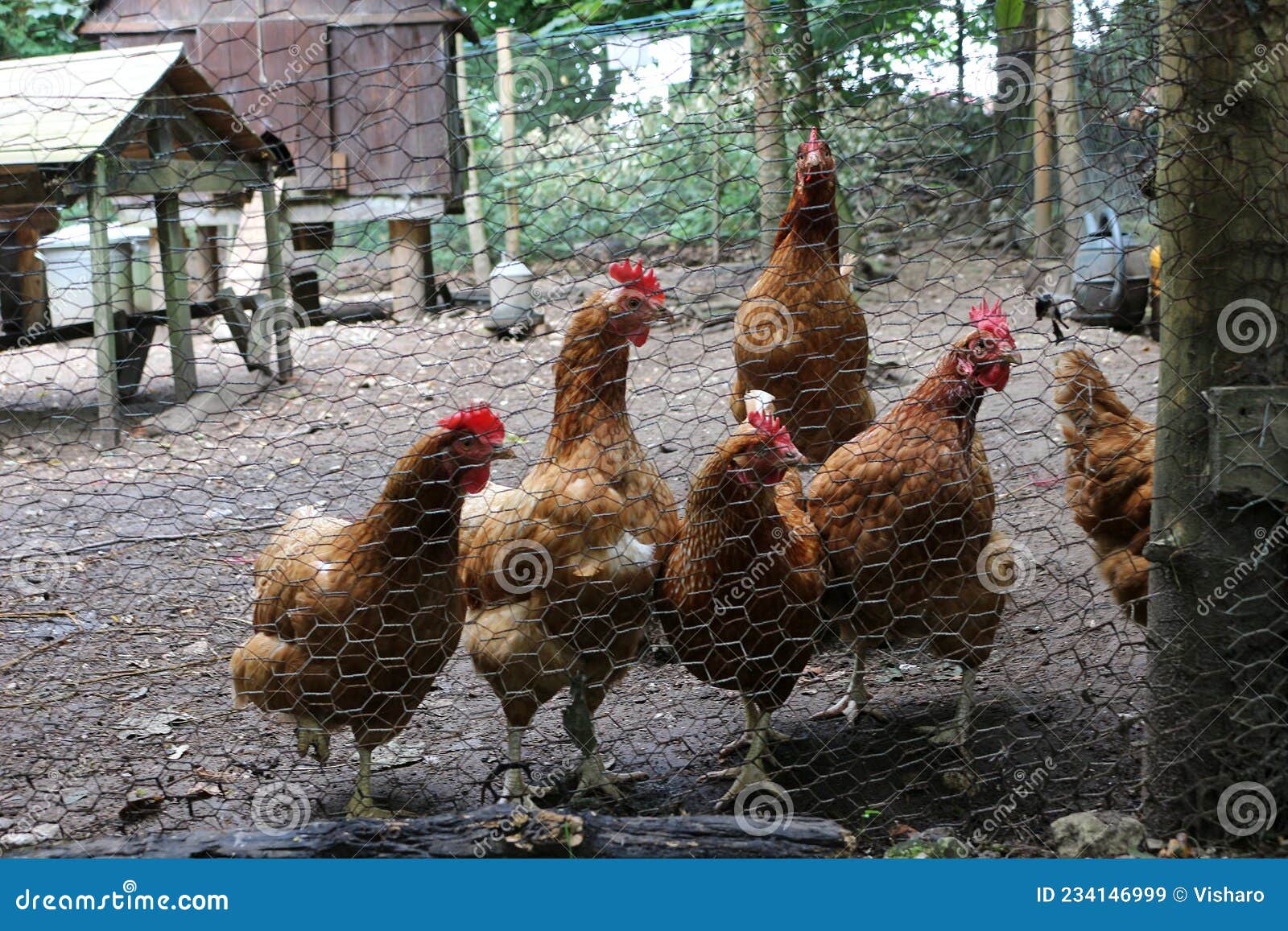 Ex Battery Hens in a Chicken Run Stock Image - Image of animal, nature ...