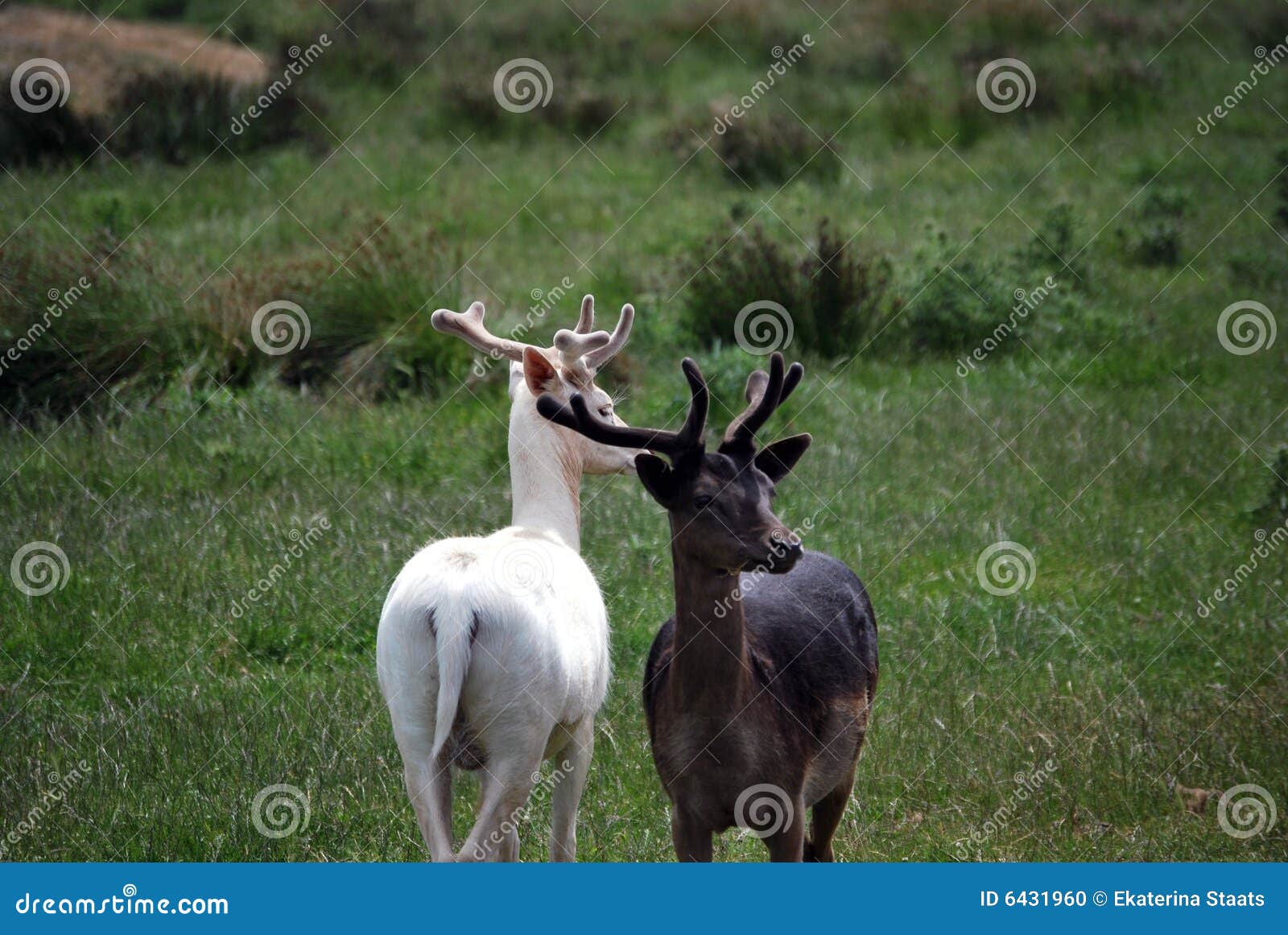 Exact antithesis stock photo. Image of brown, green, mammal - 6431960