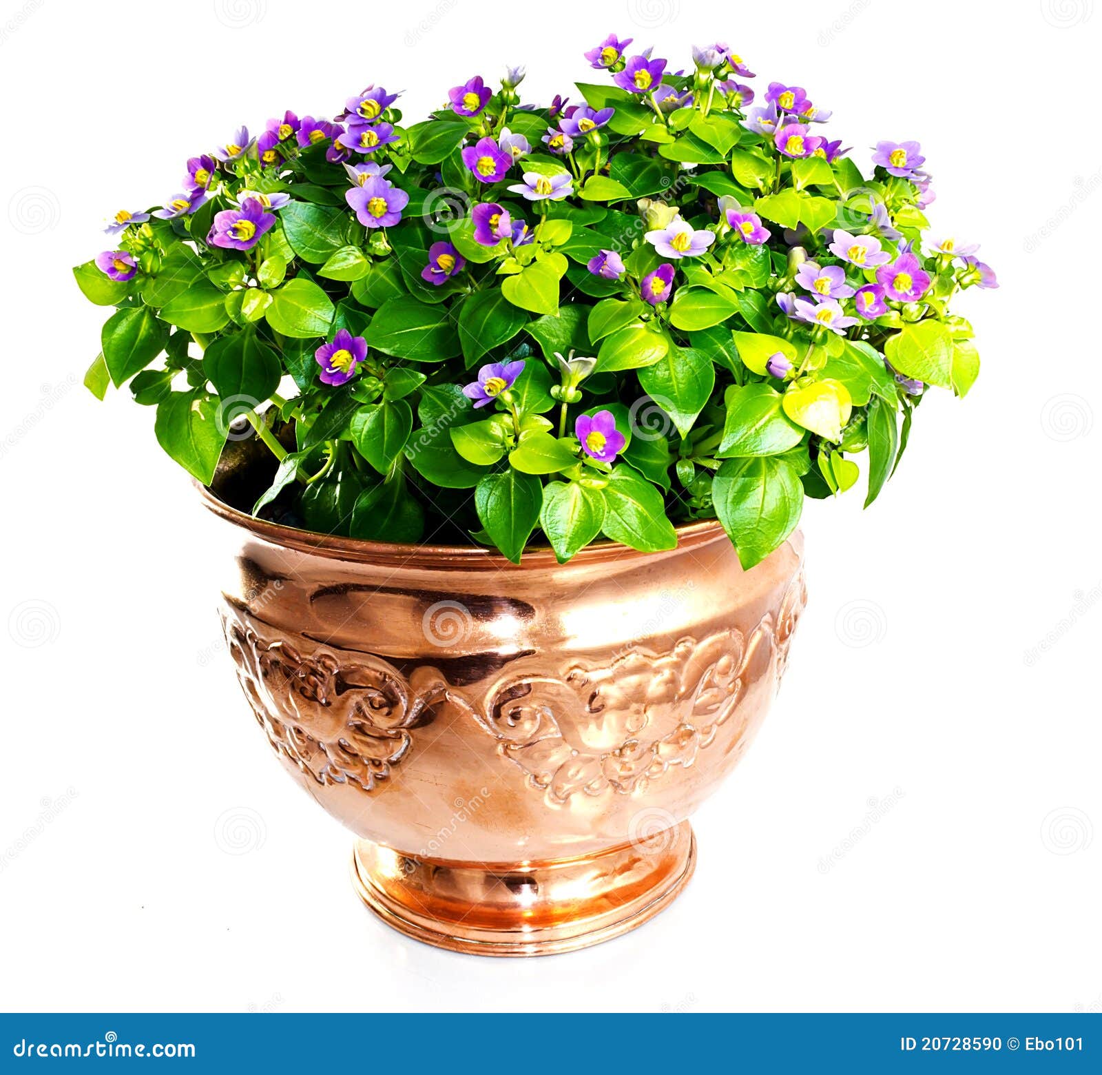 Exacum Flower in Copper Vase Stock Photo - Image of elegant, bloom ...