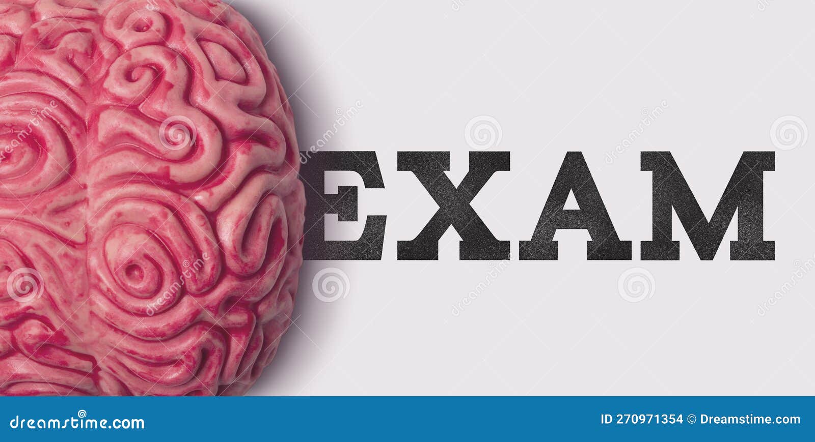 Exam Word Next To a Human Brain Model Stock Photo - Image of imagine ...