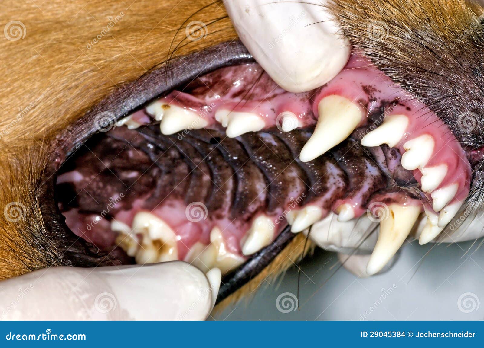 Examen De Los Dientes De Perro Foto de archivo - Imagen de examen ...
