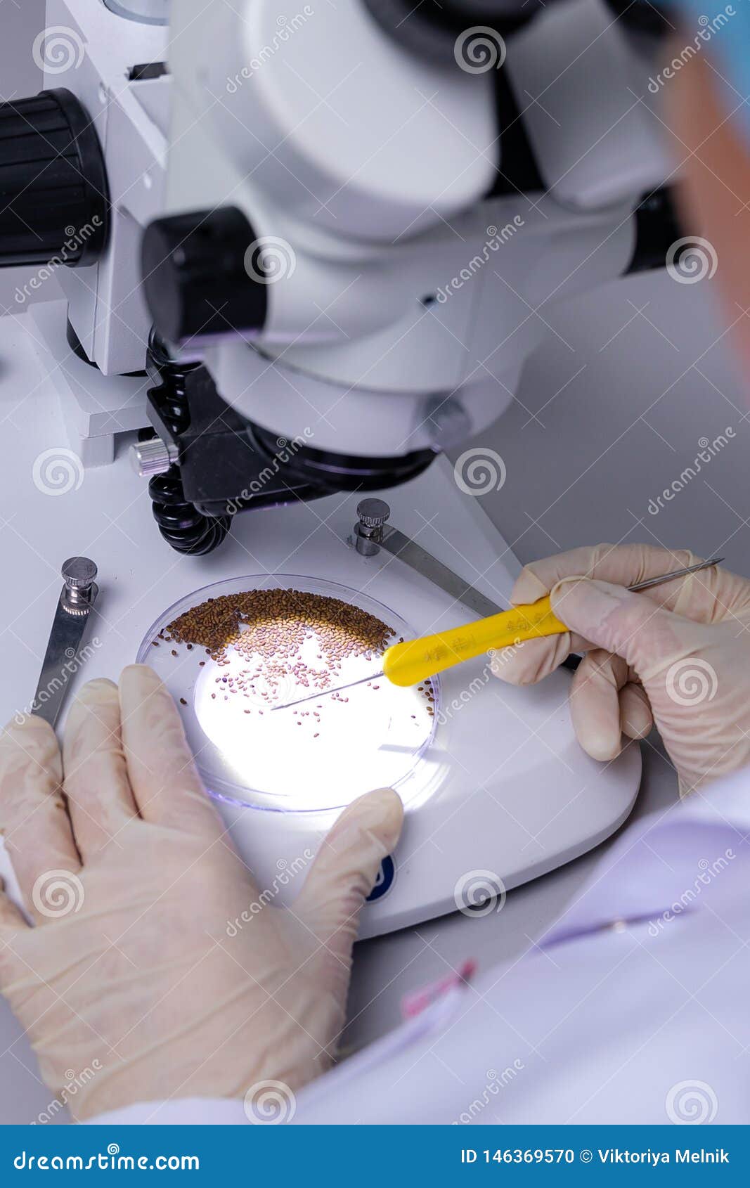 Examen De Semillas Debajo De Un Microscopio Foto de archivo - Imagen de ...