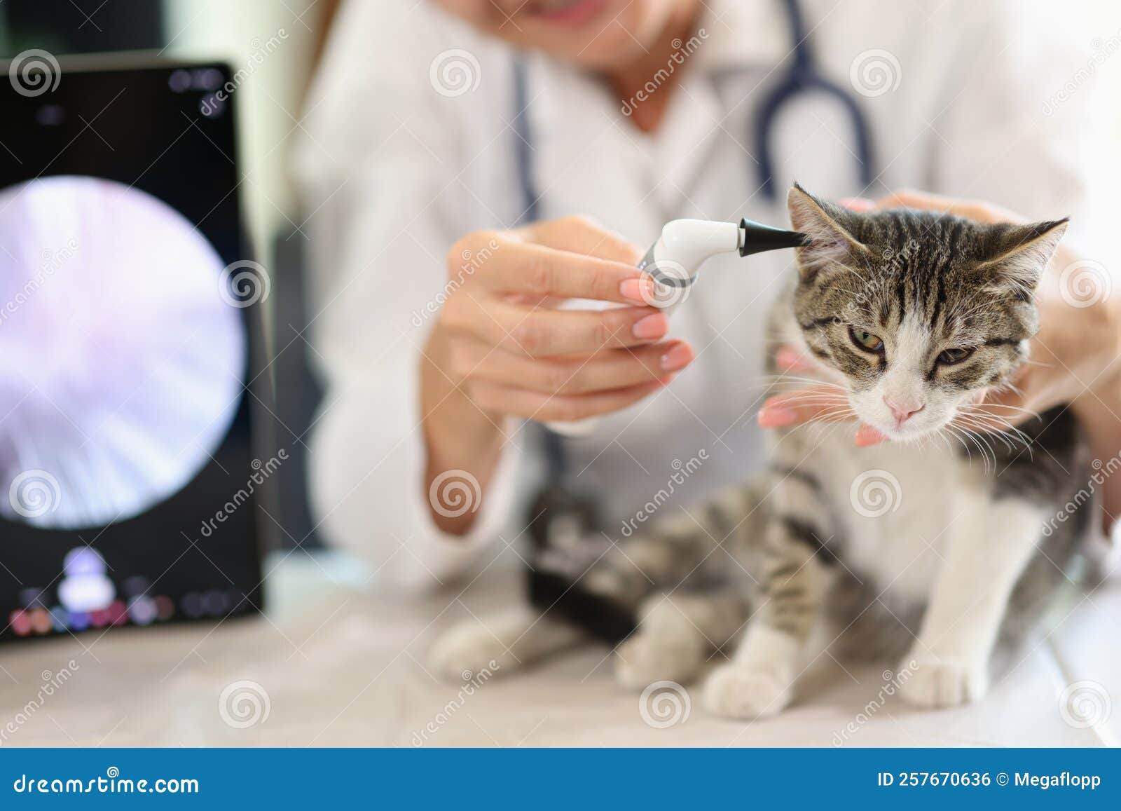 Examination of Cat Ear in Veterinary Clinic Using an Otoscope Stock ...