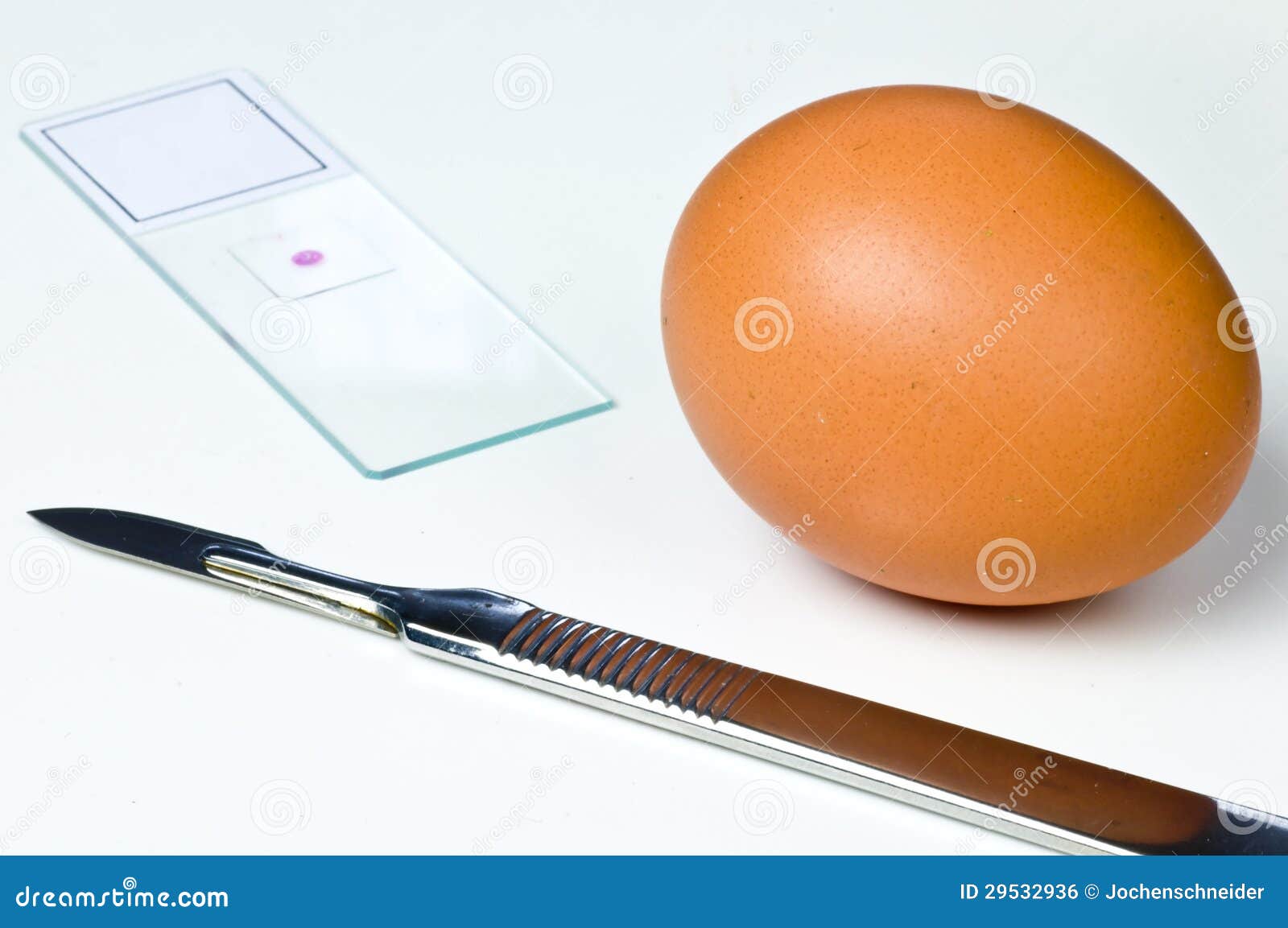 Examination of eggs stock photo. Image of clinical, earning - 29532936
