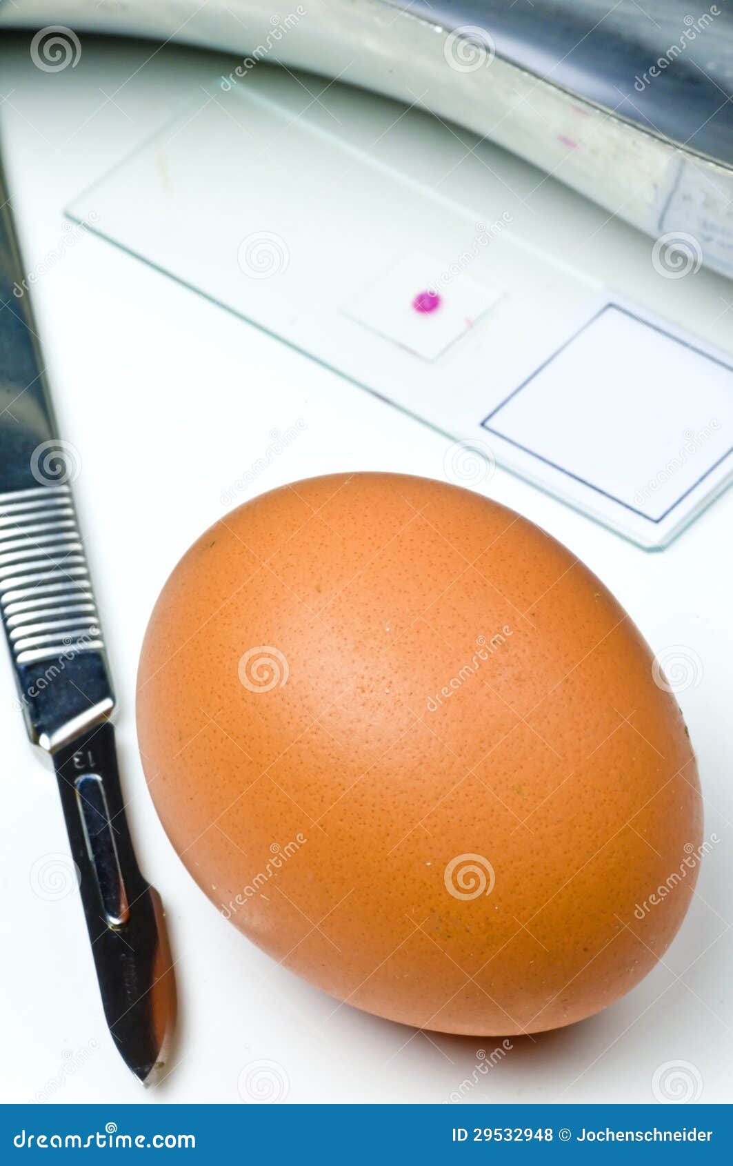 Examination of eggs stock photo. Image of baking, income - 29532948