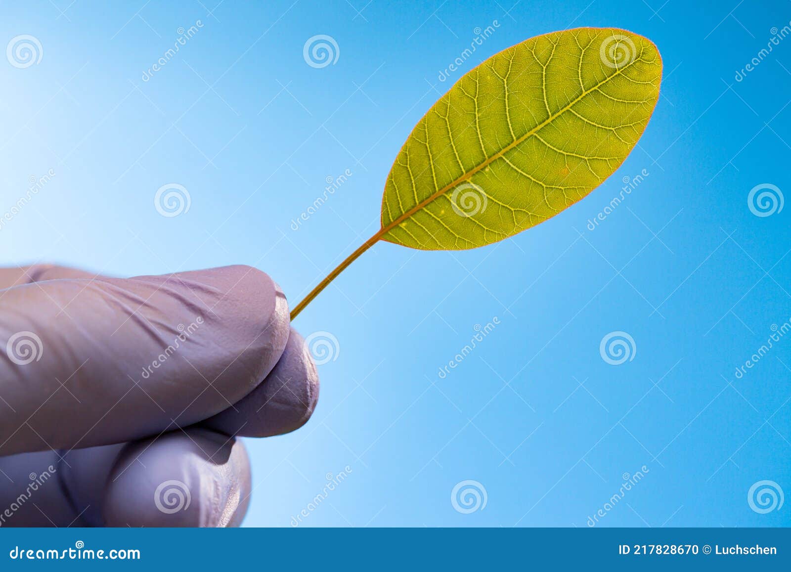 Examination of the Leaf of a Green Plant in a Microbiological ...