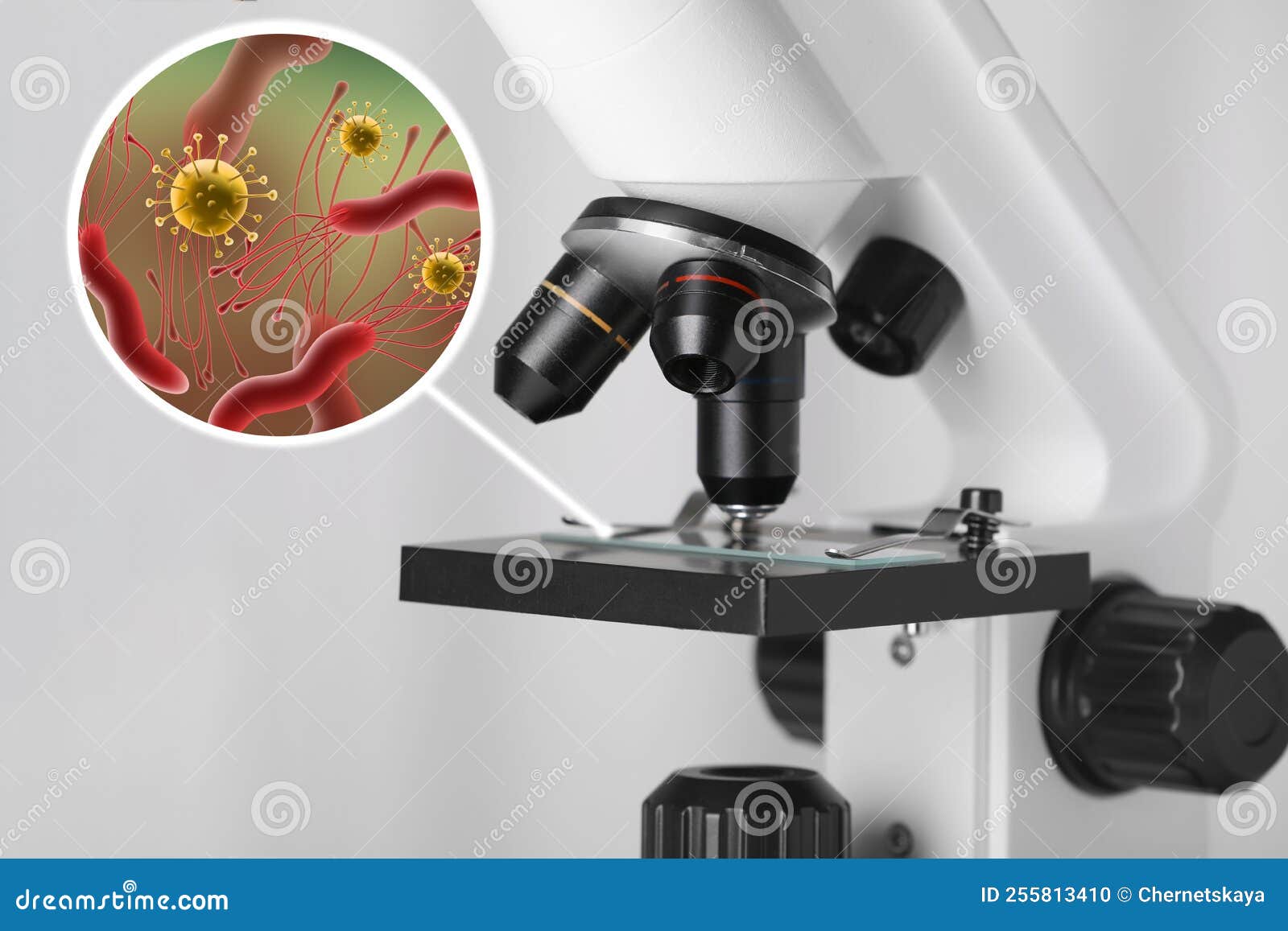 Examination of Sample with Germs and Bacteria Under Microscope in ... Examination of Sample with Germs and Bacteria Under Microscope in ...