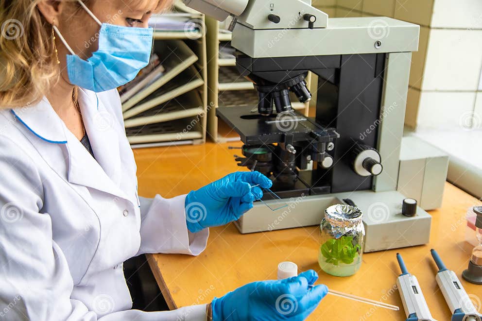 Examine in the Laboratory Under a Microscope. Selective Focus Stock ...