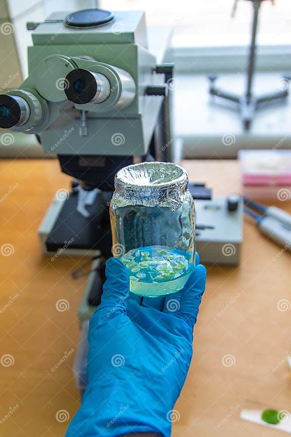 Examine in the Laboratory Under a Microscope. Selective Focus Stock ...