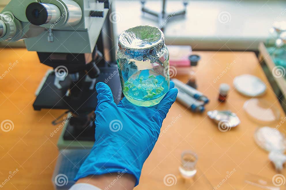 Examine in the Laboratory Under a Microscope. Selective Focus Stock ...