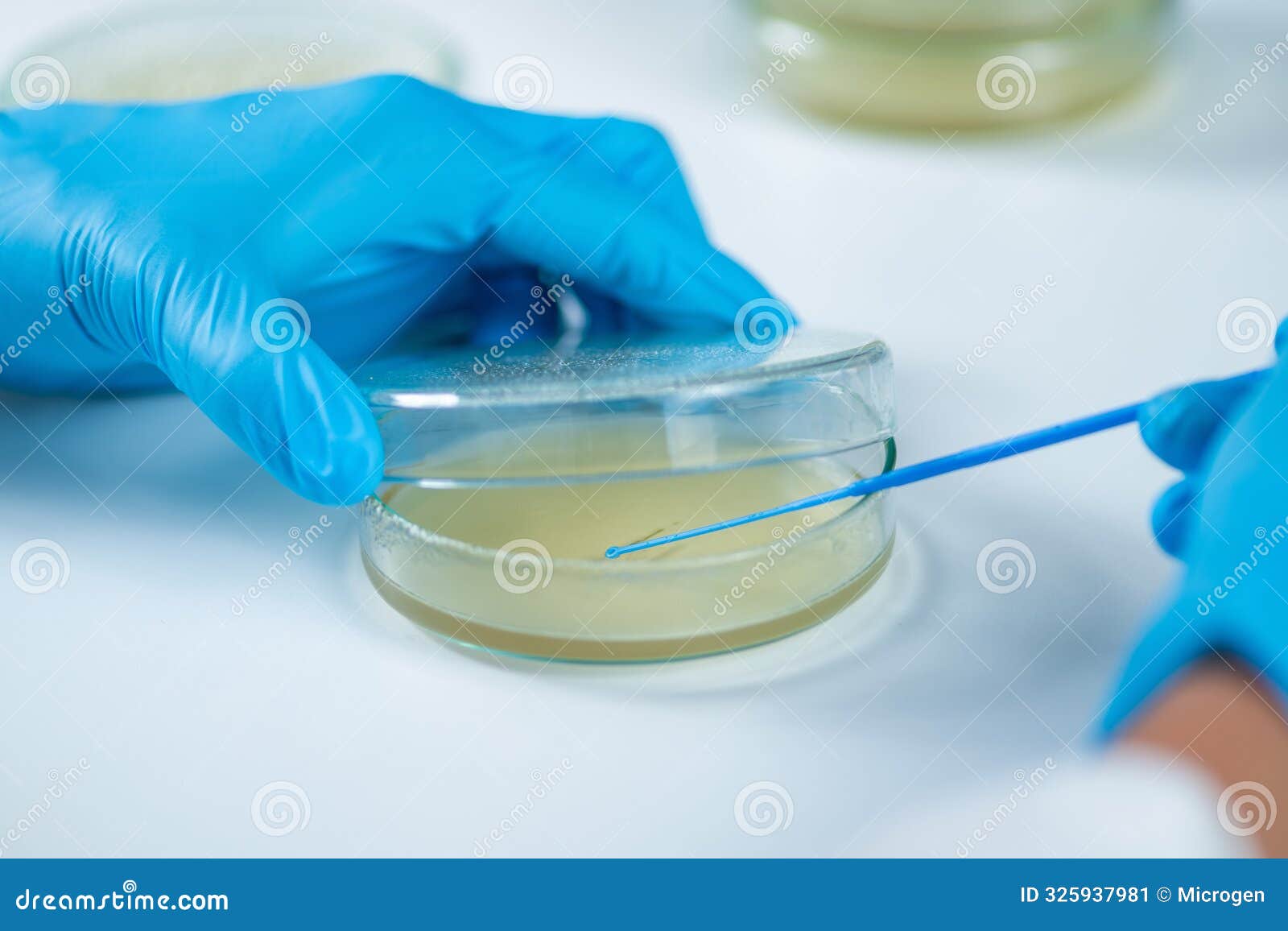 Examining Bacterial Culture Plates in a Microbiology Lab Stock Image ...