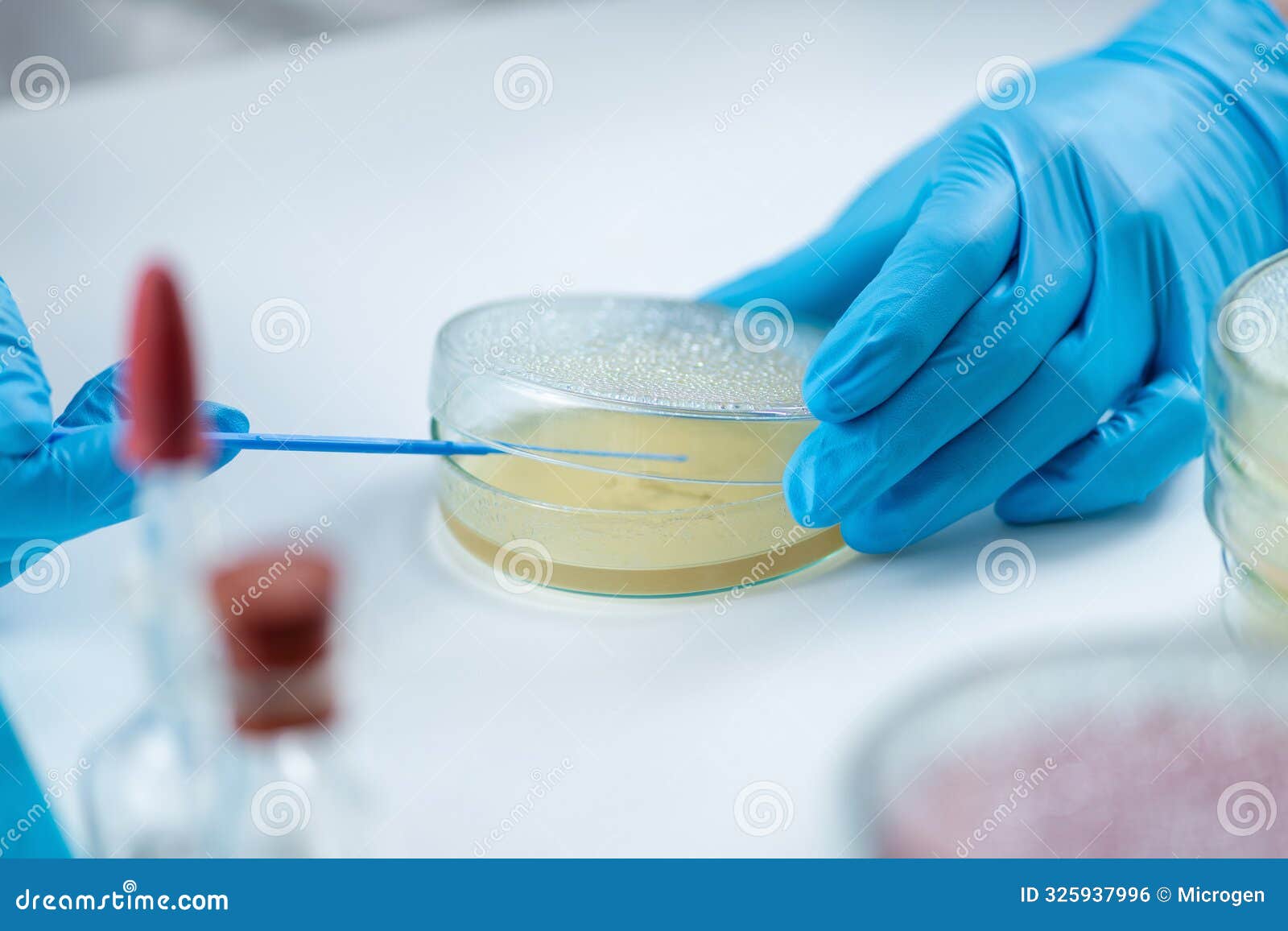 Examining Bacterial Culture Plates in a Microbiology Lab Stock Photo ...