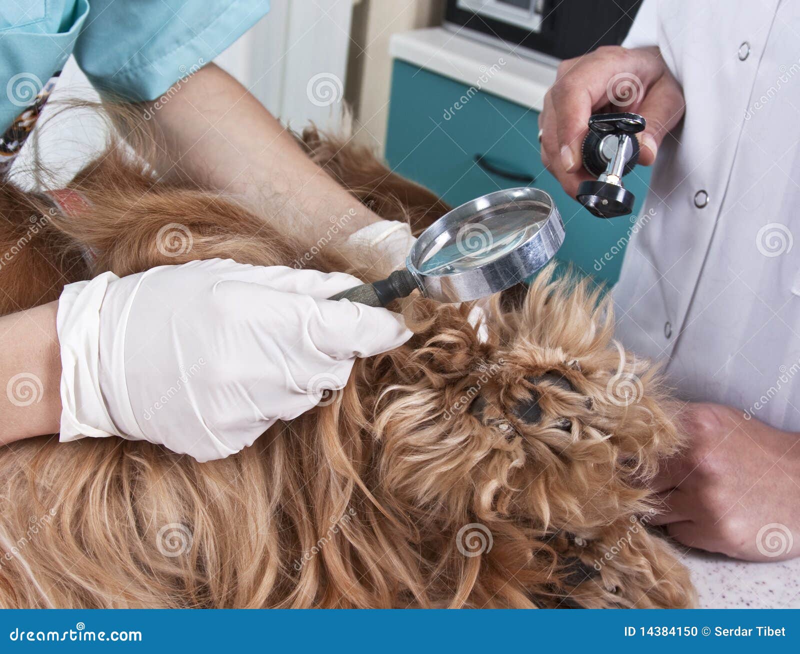 Examining the dog stock photo. Image of medic, heal, closeup - 14384150