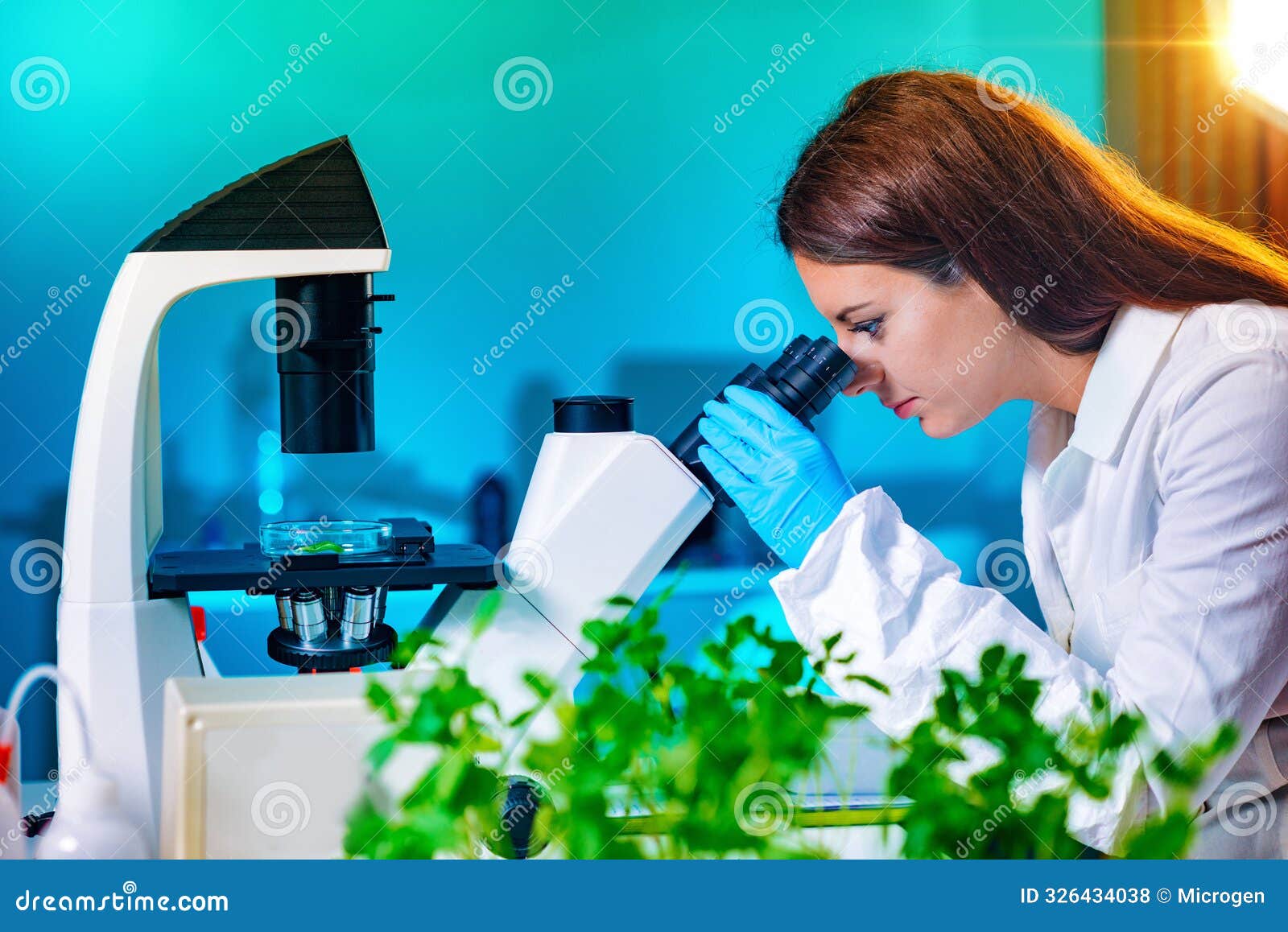Examining Plant Tissue with Microscope Stock Photo - Image of examining ...