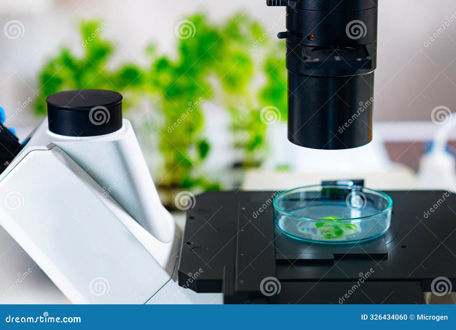 Examining Plant Tissue with Microscope Stock Photo - Image of ...