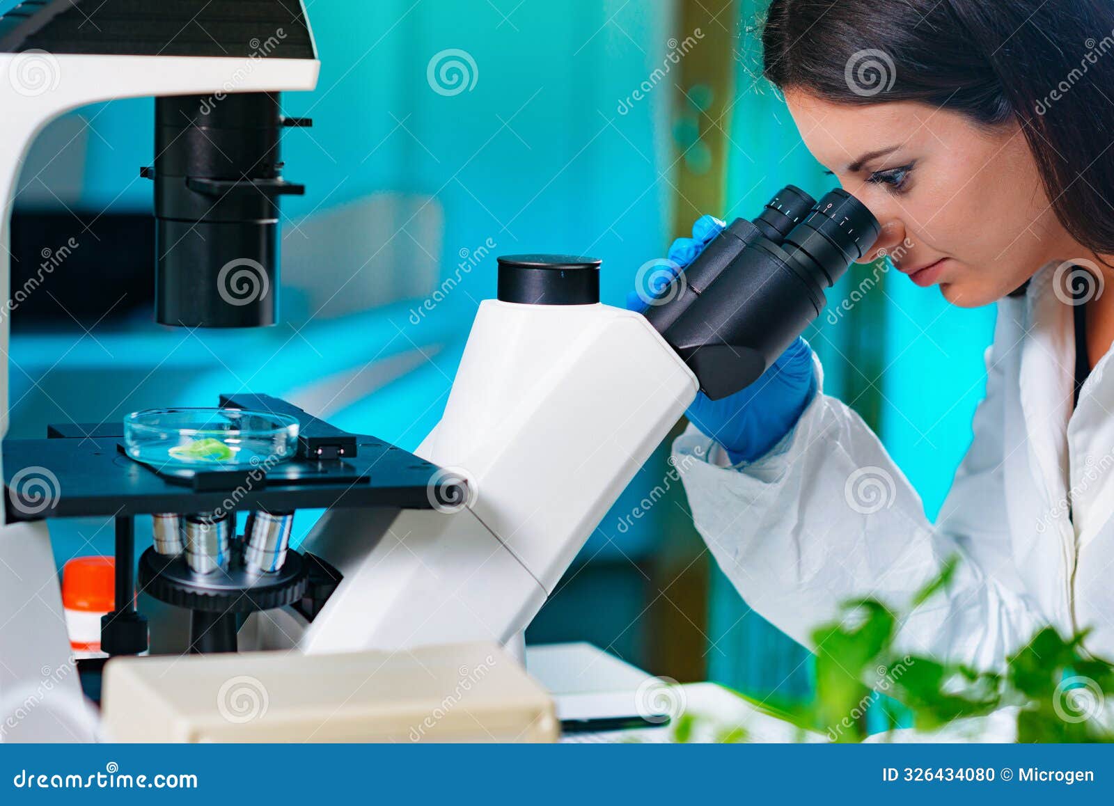 Examining Plant Tissue with Microscope Stock Photo - Image of ...