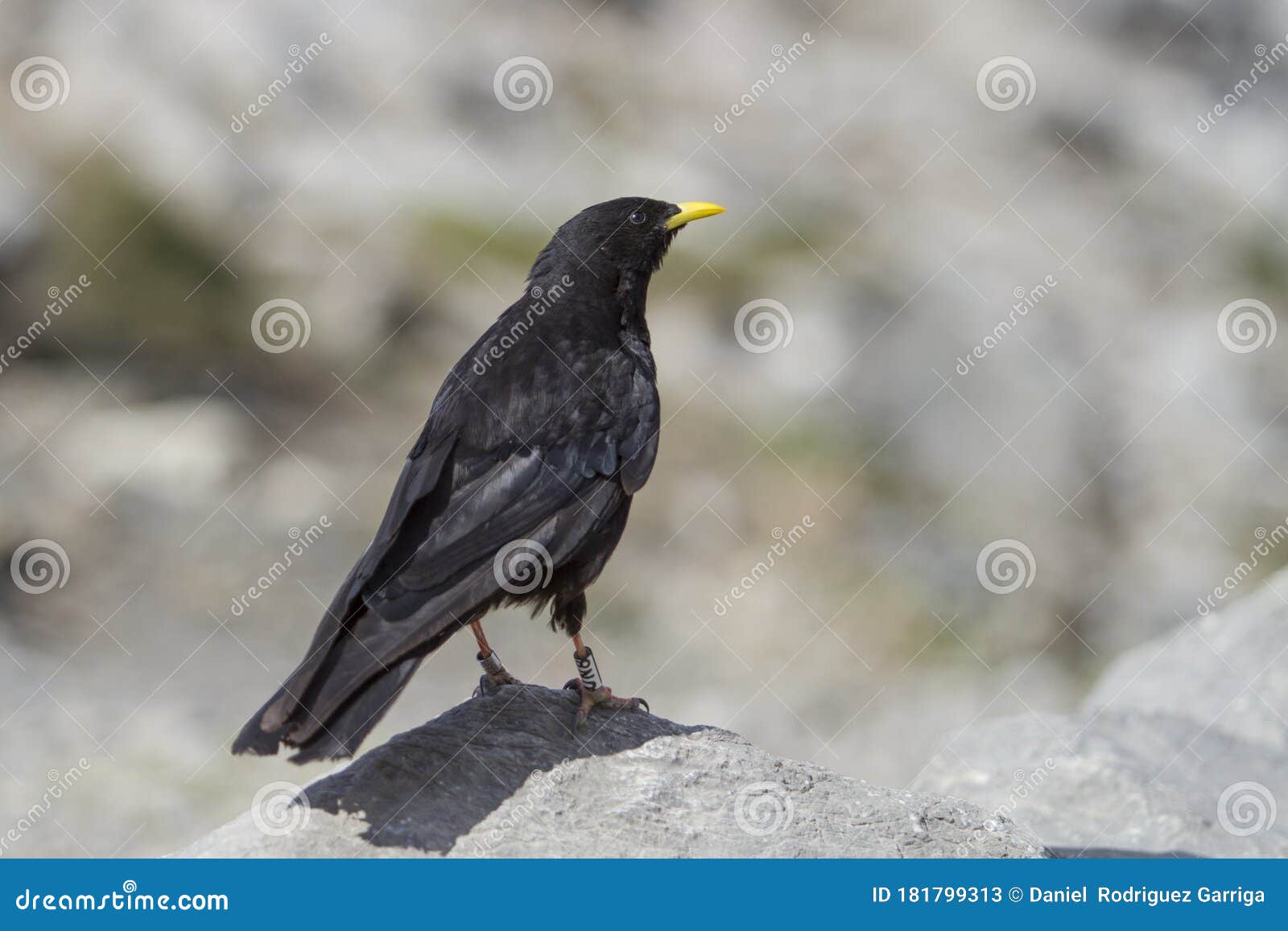Example of Alpine Chough on a Rock Stock Image - Image of corvidae ...