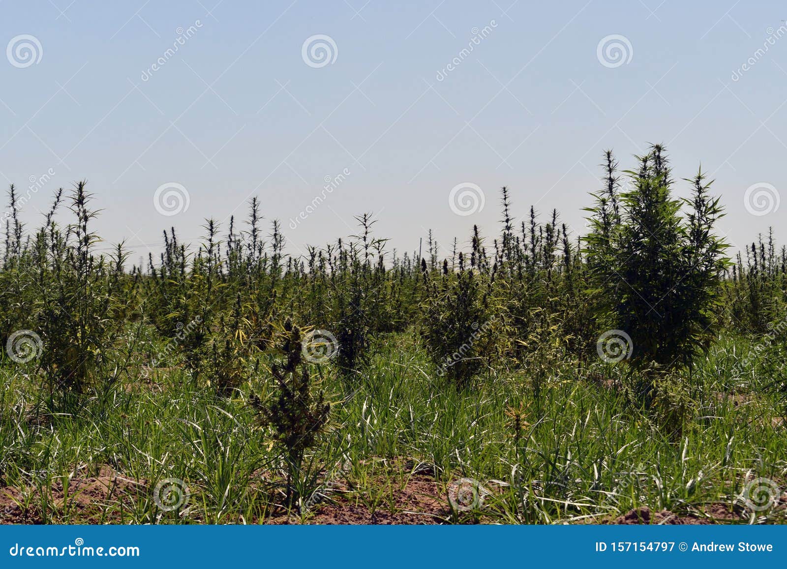 Example of Bad Marijuana CBD Hemp Plants Field Stock Image - Image of ...