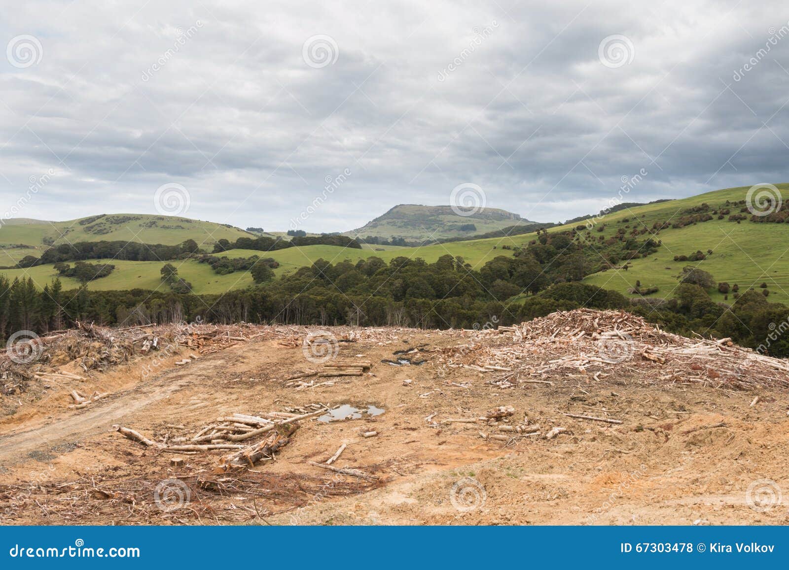 Example of deforestation stock photo. Image of environment - 67303478