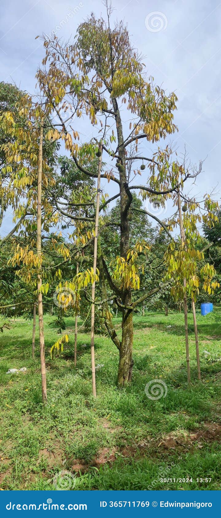 Durian Tree With Cover Plastic Bag Stock Image | CartoonDealer.com ...