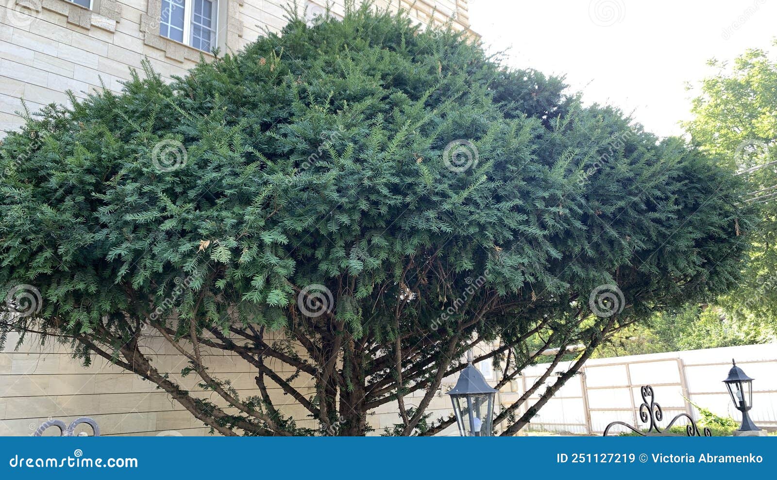 An Example of Landscape Design. the Tree is Cut into a Triangular Shape ...