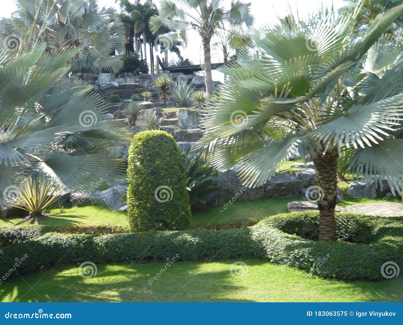 An Example of Landscaping with Palm Trees Stock Image - Image of ...