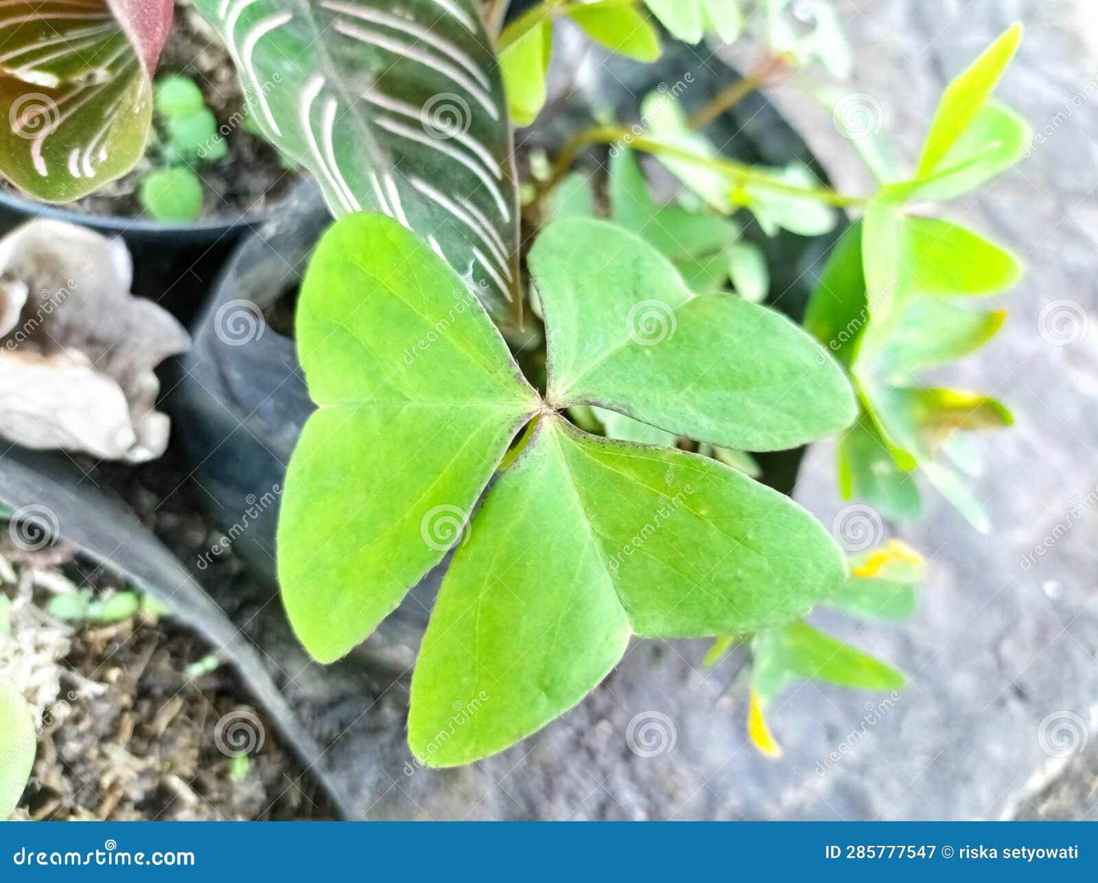 Example of a Leaf from a Clover Plant Stock Image - Image of tree ...