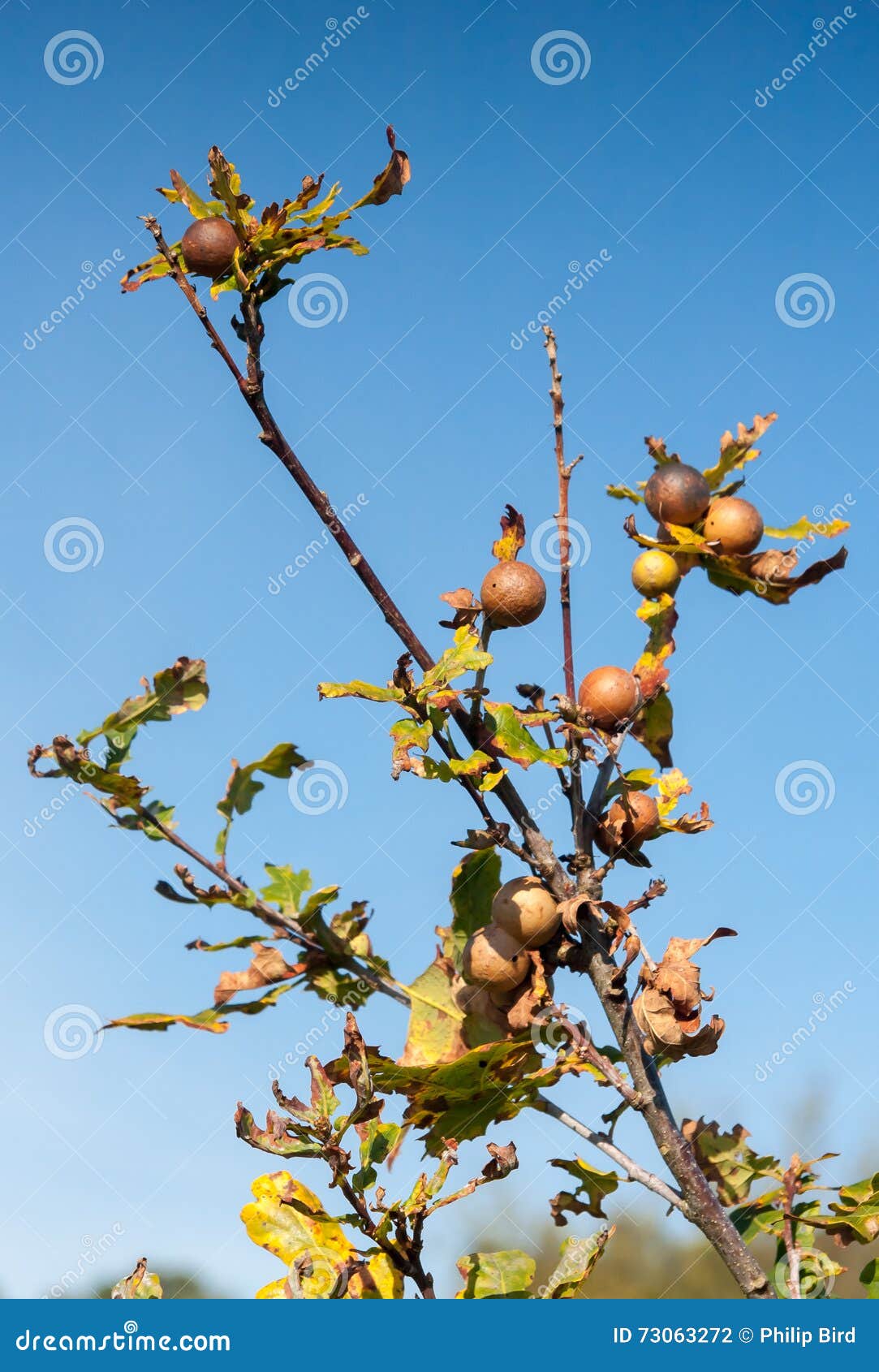 An Example of Oak Marble Canker Stock Photo - Image of sized, forest ...