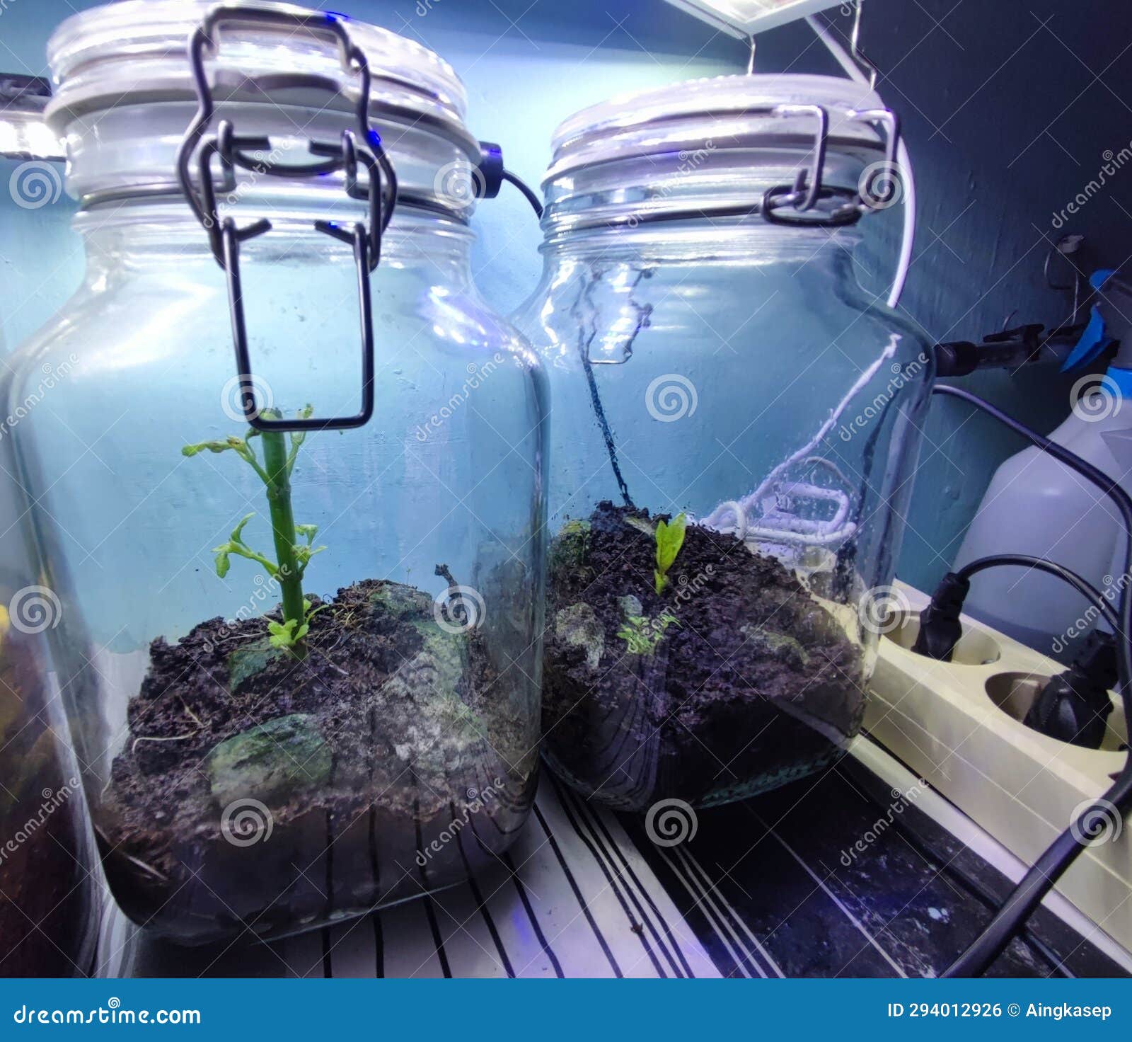 Example of a Simple Terrarium Stock Photo - Image of blue, glass: 294012926
