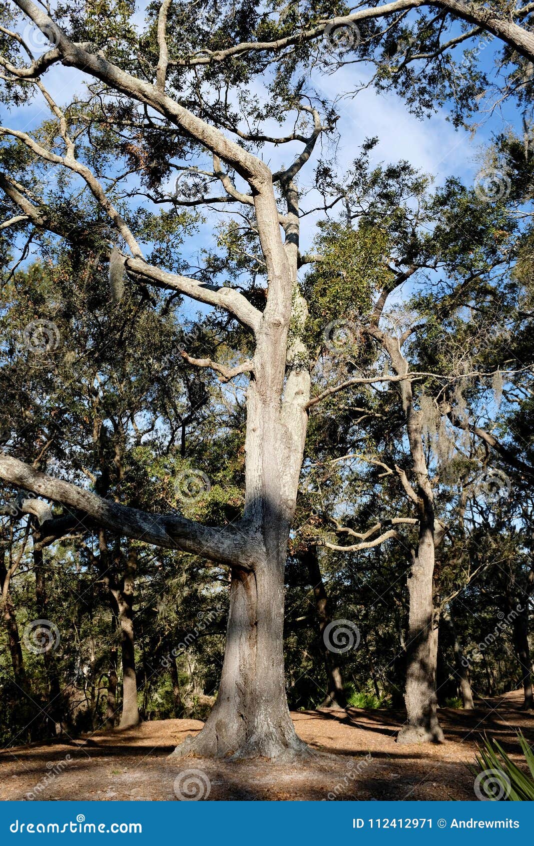 Example of Southern Live Oak Tree Stock Image - Image of head, states ...