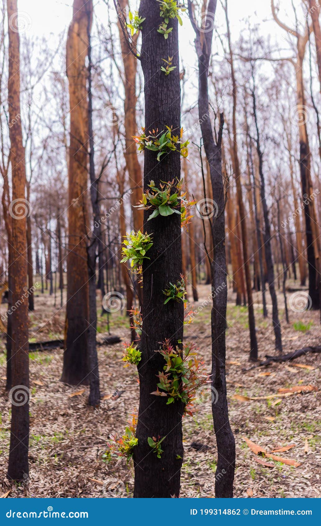 Bushfire Recovery and Tree Regrowth from Australian Bush Fires Stock ...