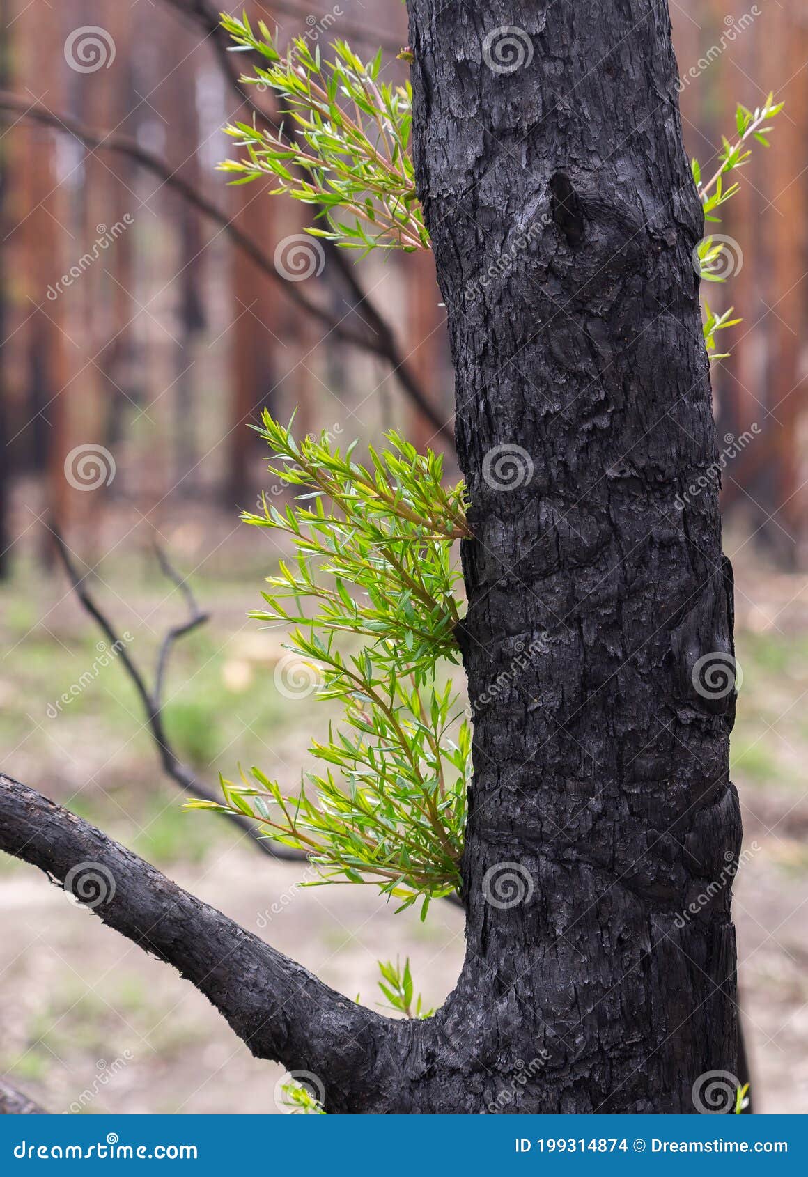 Bushfire Recovery and Tree Regrowth from Australian Bush Fires Stock ...