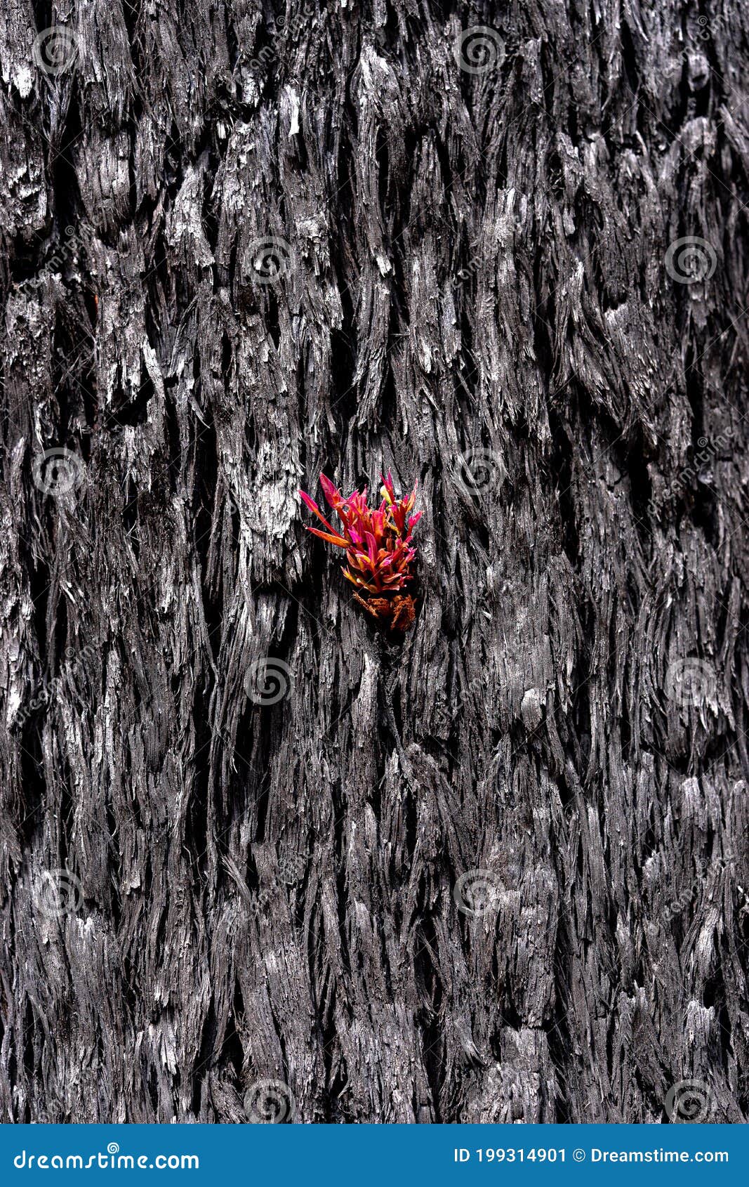 Bushfire Recovery and Tree Regrowth from Australian Bush Fires Stock ...