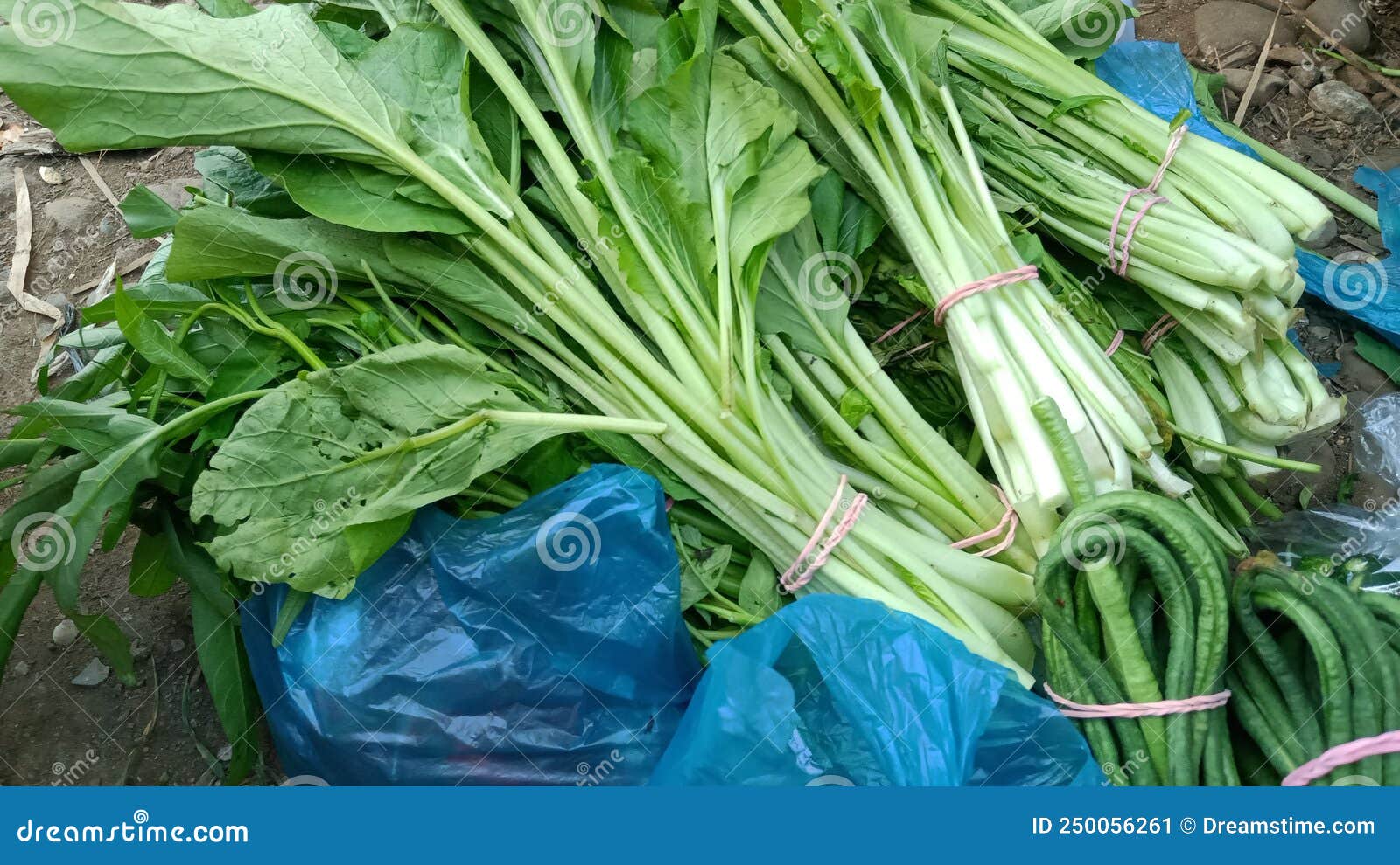 This is an Example of Various Vegetables in Indonesia, Caisim Beans ...