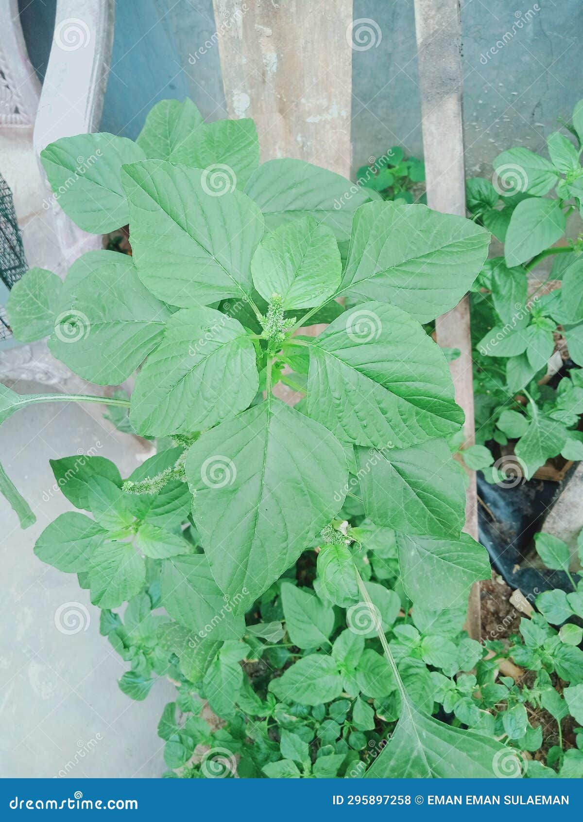 Examples of Leaves for Health Stock Photo - Image of herb, wildflower ...
