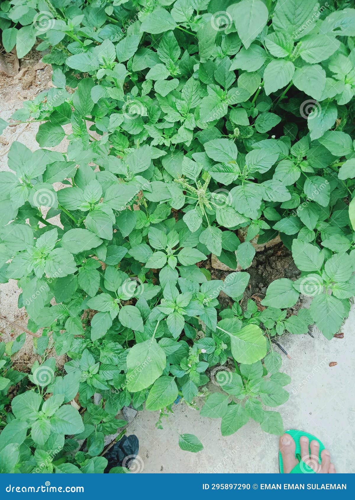 Examples of Leaves for Health Stock Photo - Image of nature, produce ...