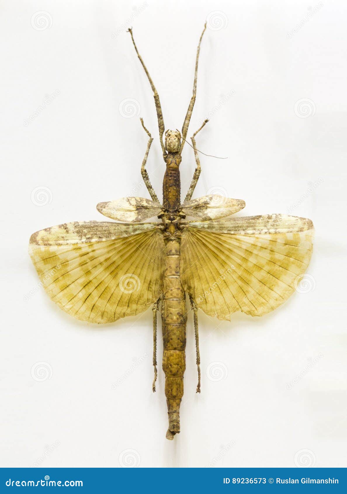 Examples Locusts in Laboratory Stock Image - Image of animal, detail ...