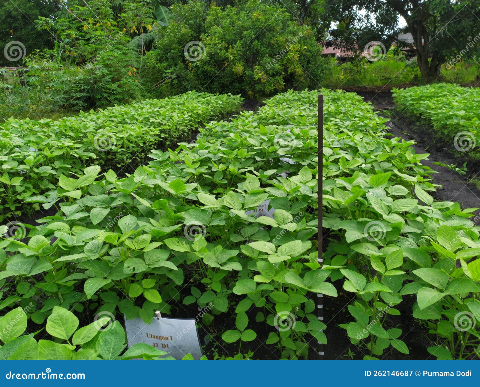 Examples of Plant Cultivation Using the Bed System in Indonesia Stock ...