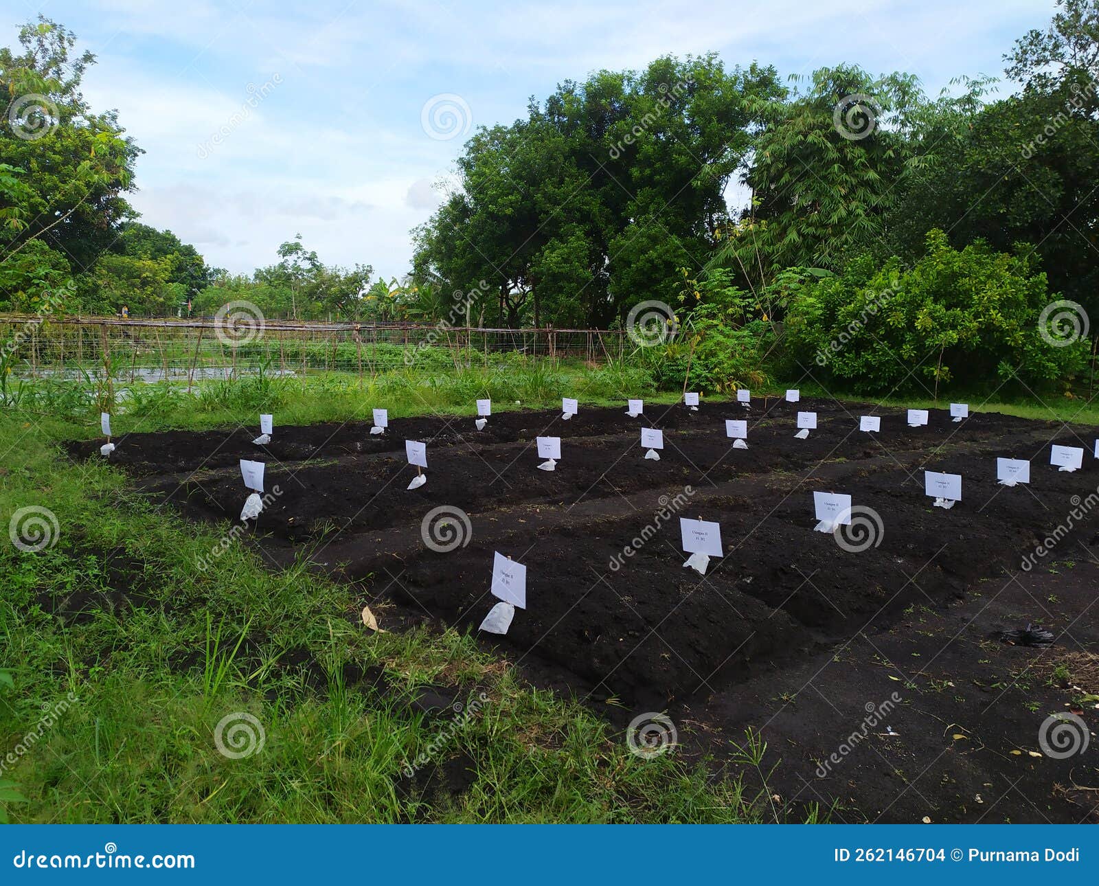 Examples of Plant Cultivation Using the Bed System in Indonesian Stock ...